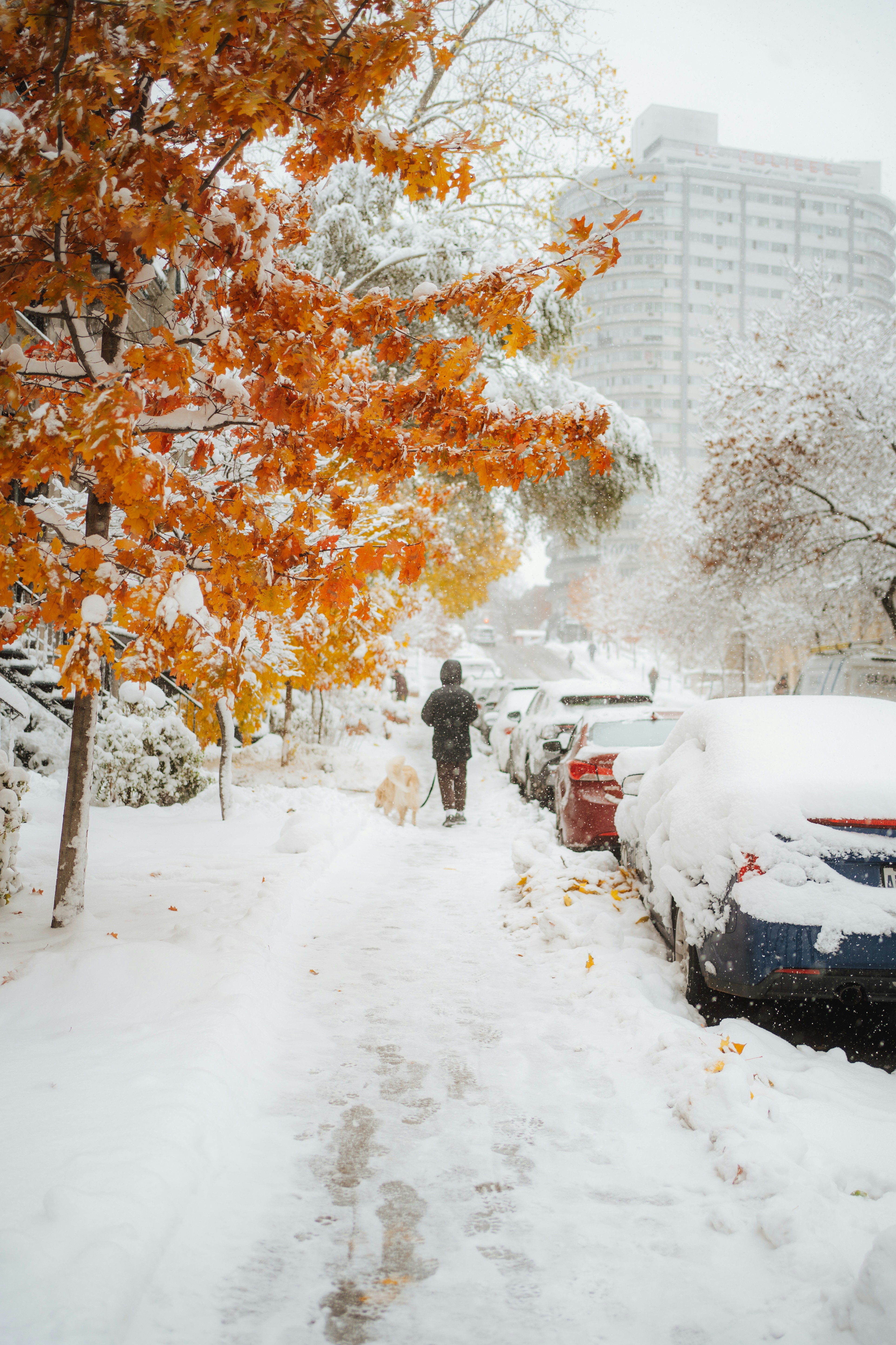 Autumn Leaves Amid Winter Street: A Quiet Walk Beneath Snow
