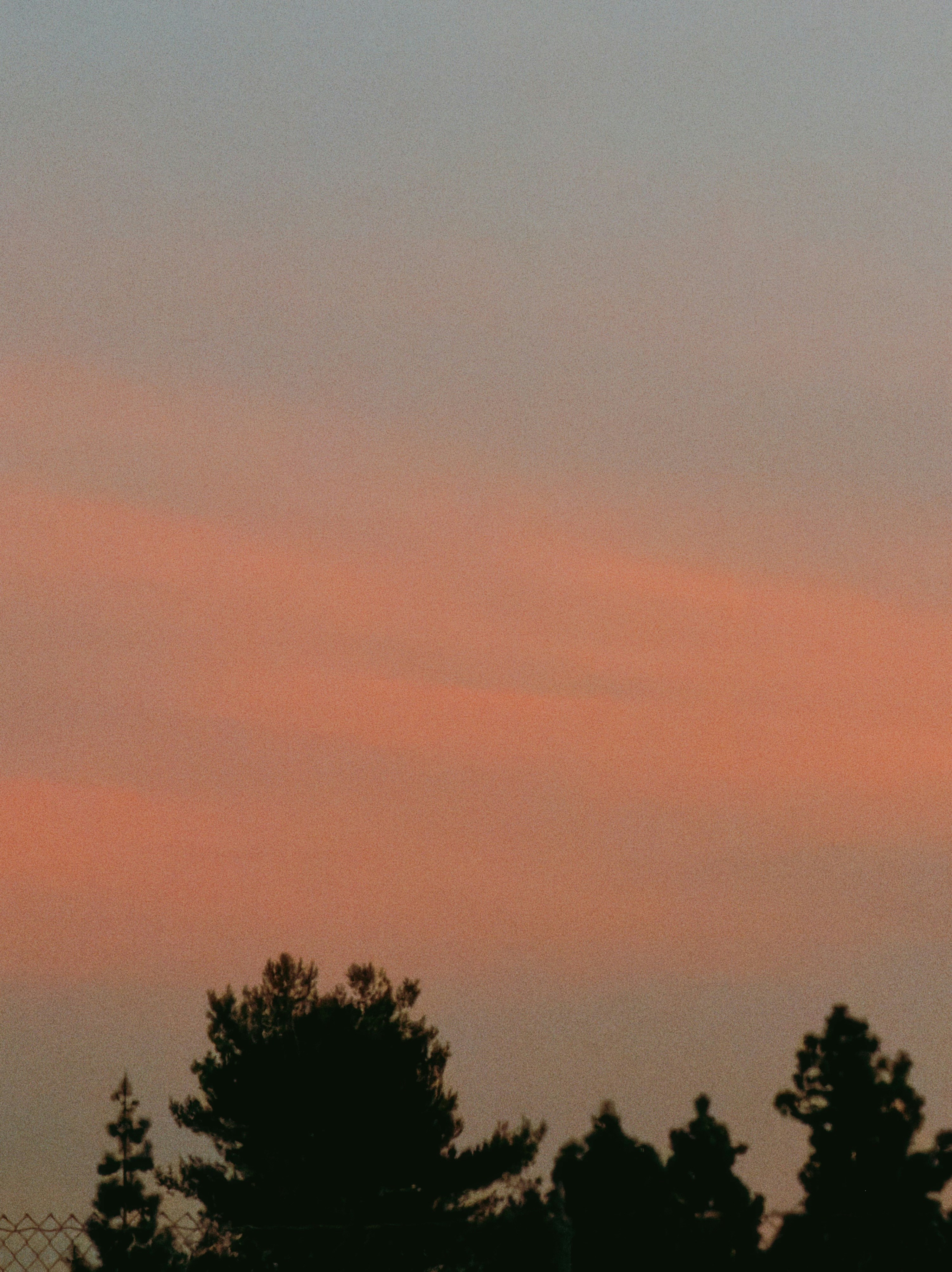 Silhouette of trees against a pastel sunset sky