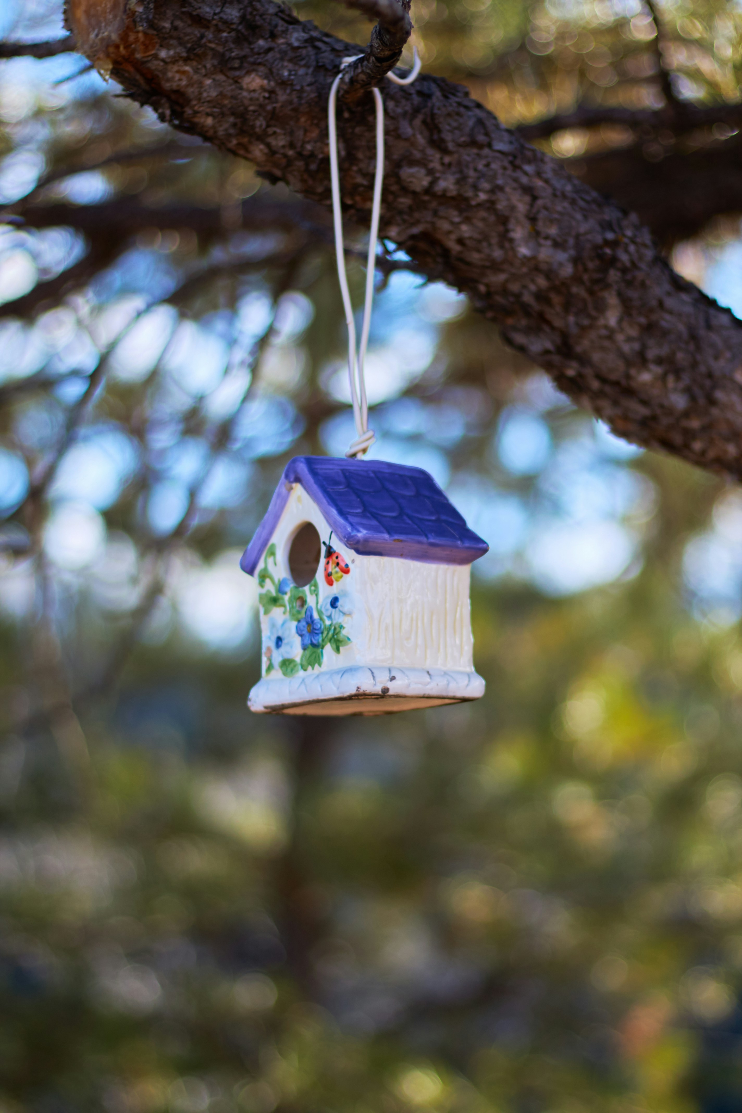 Hanging Birdhouse in a Sunlit Forest Canopy