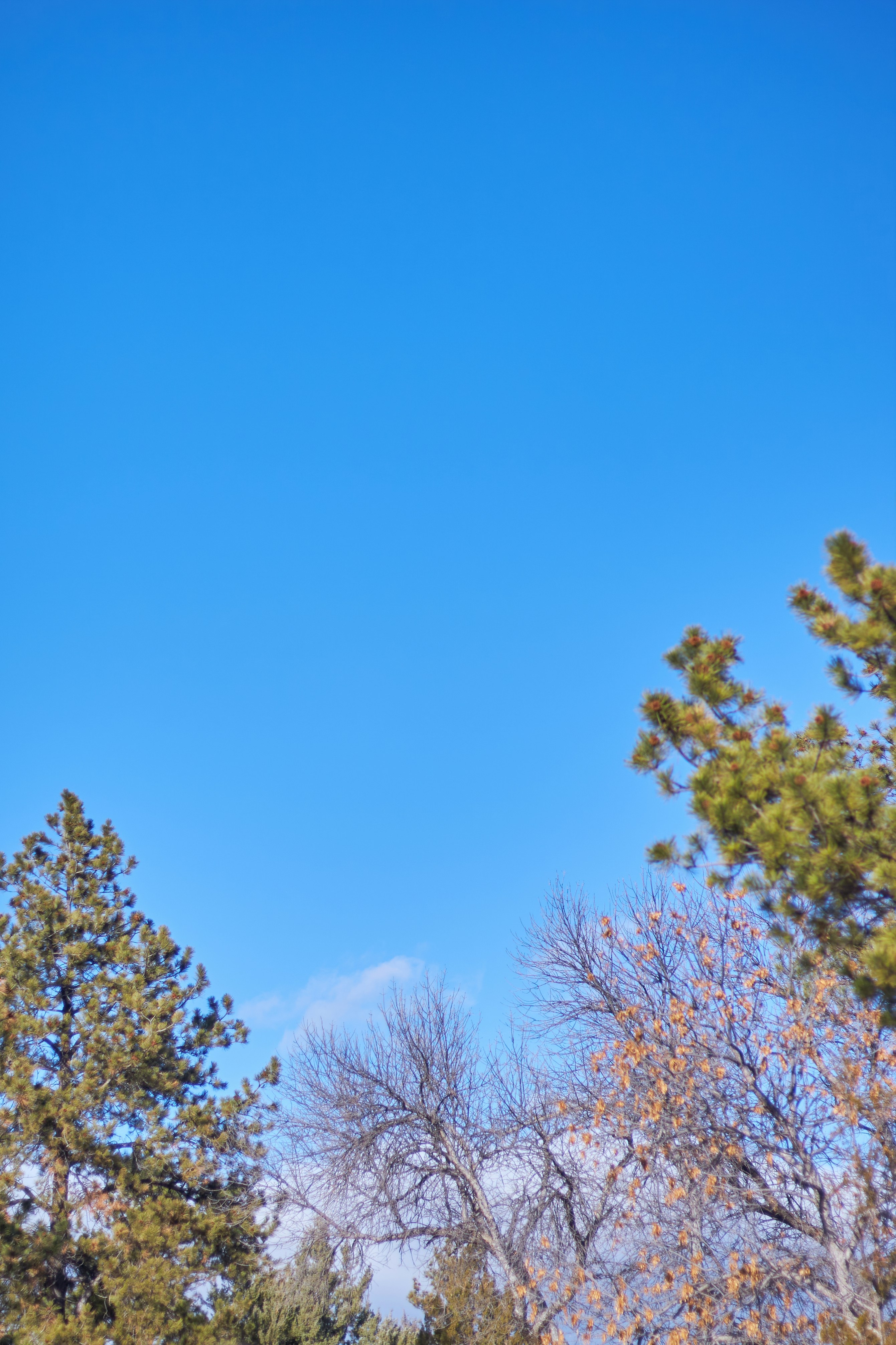Treetops standing out of blue sky