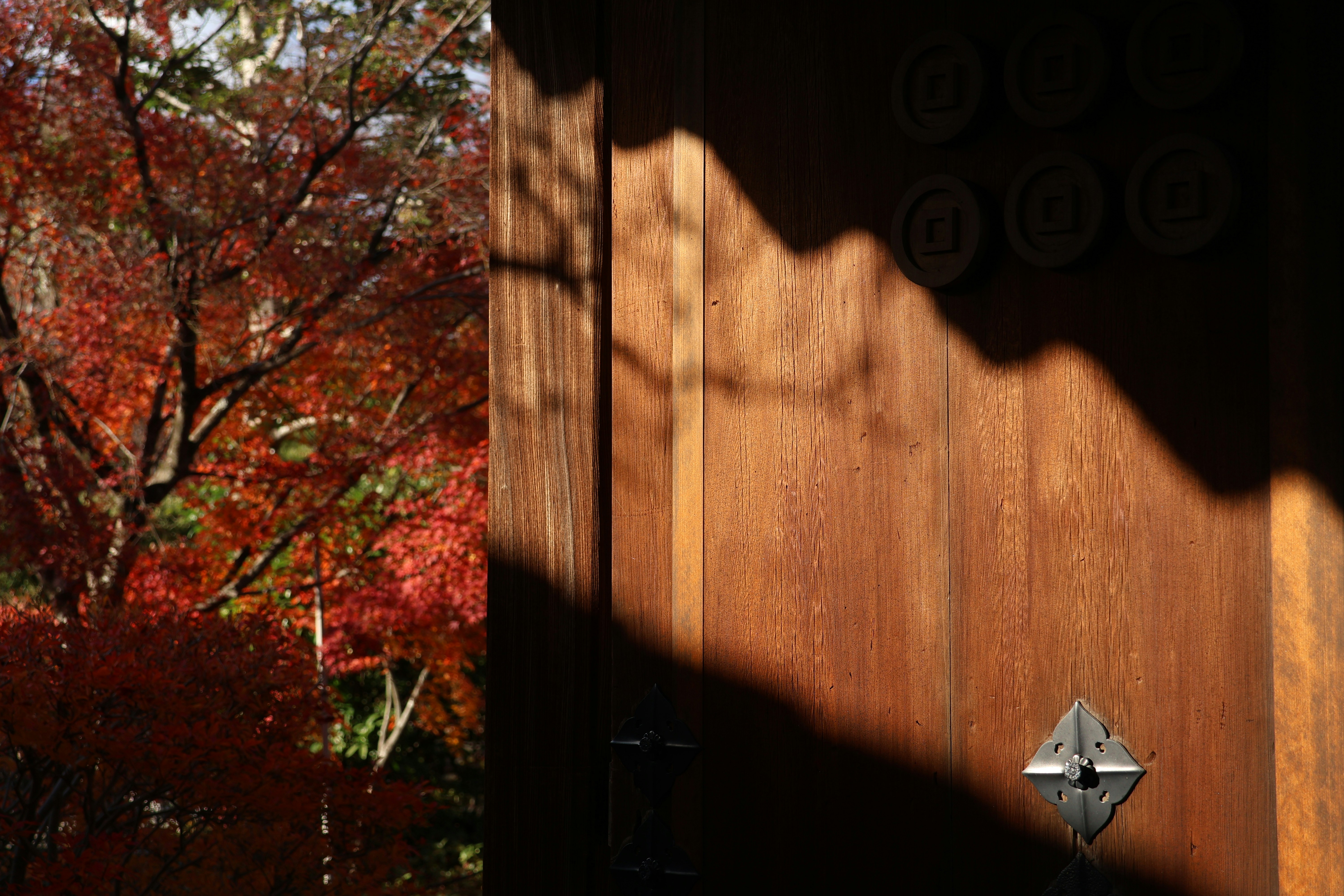 Photo by Yanhao Fang with Canon EOS R10