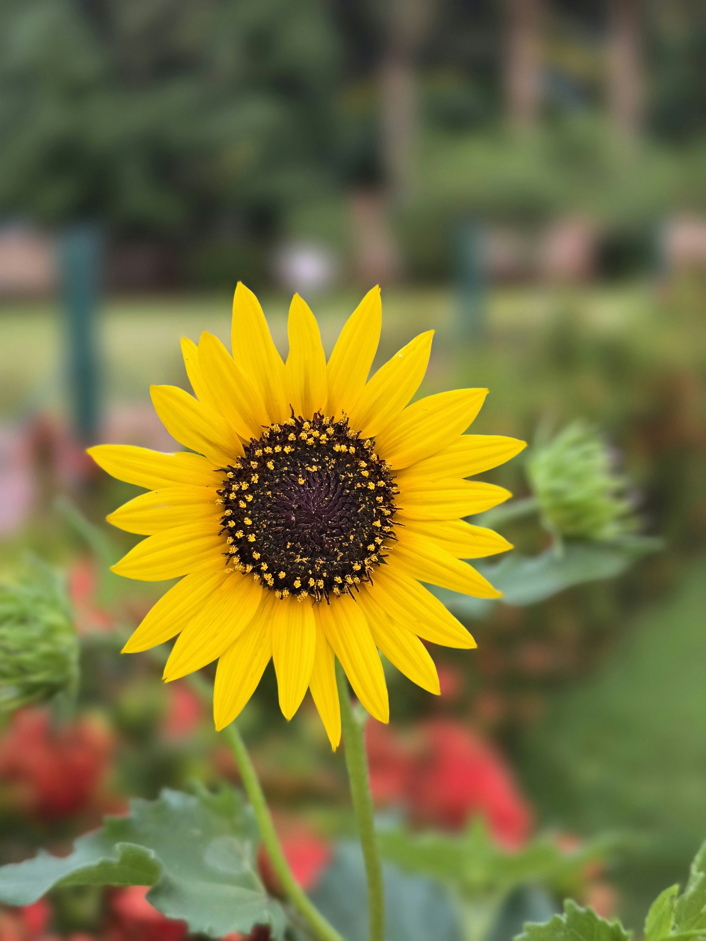 Sunlit Heliodon: A Bright Sunflower Portrait in a Garden