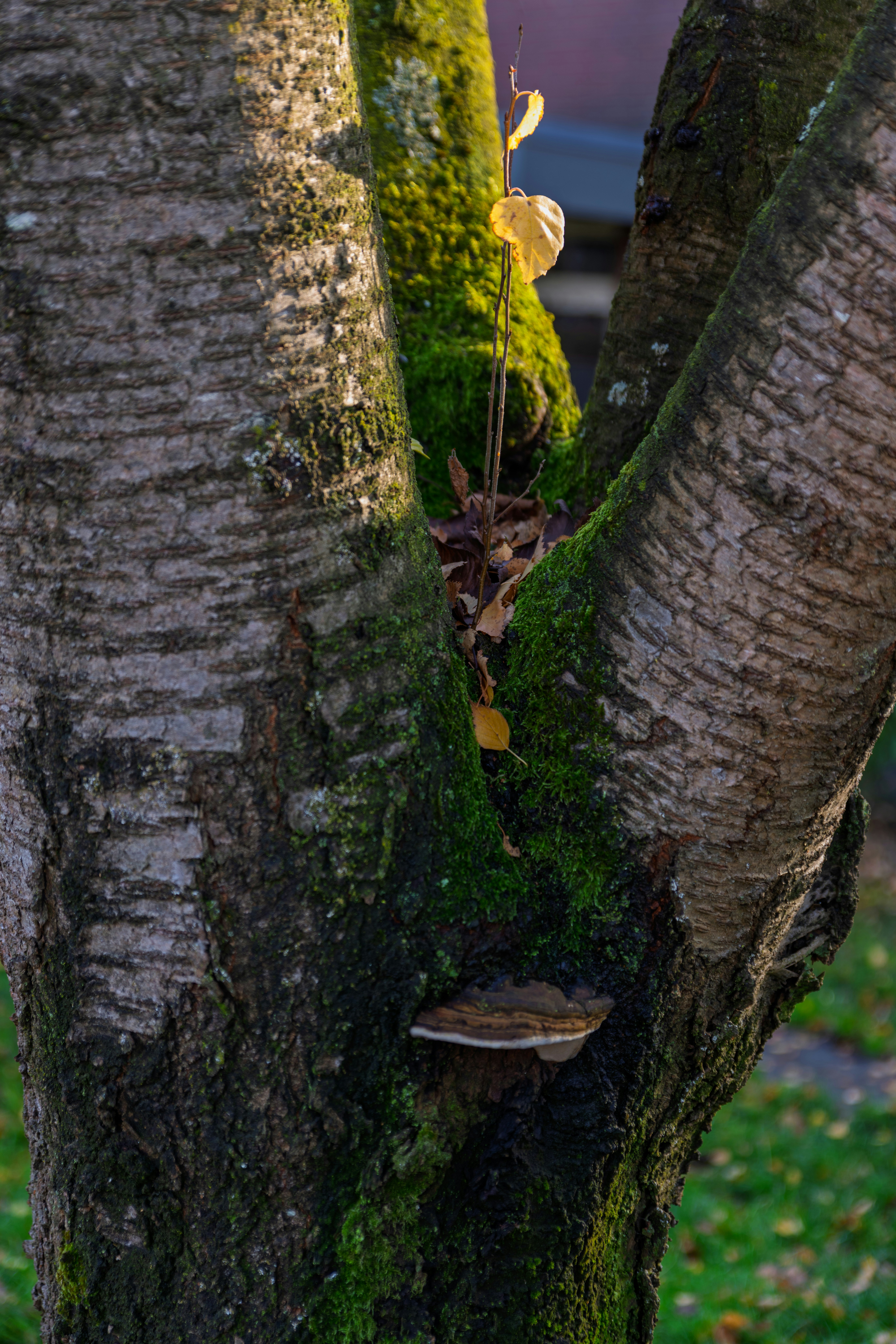 Between the Trunks: Mossy Branches Meet at the Split