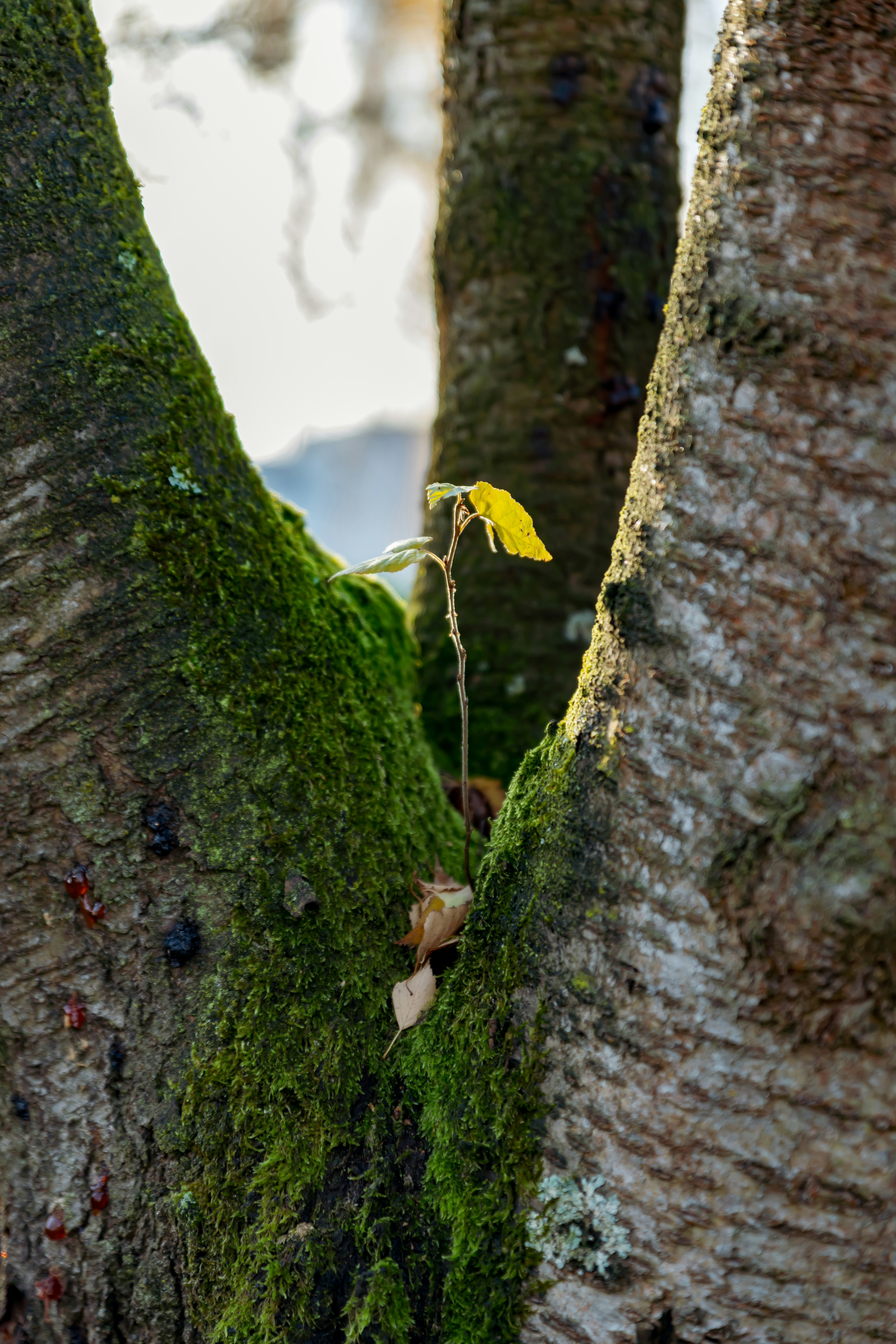 A solitary sprout carves a green thread between mossy trunks