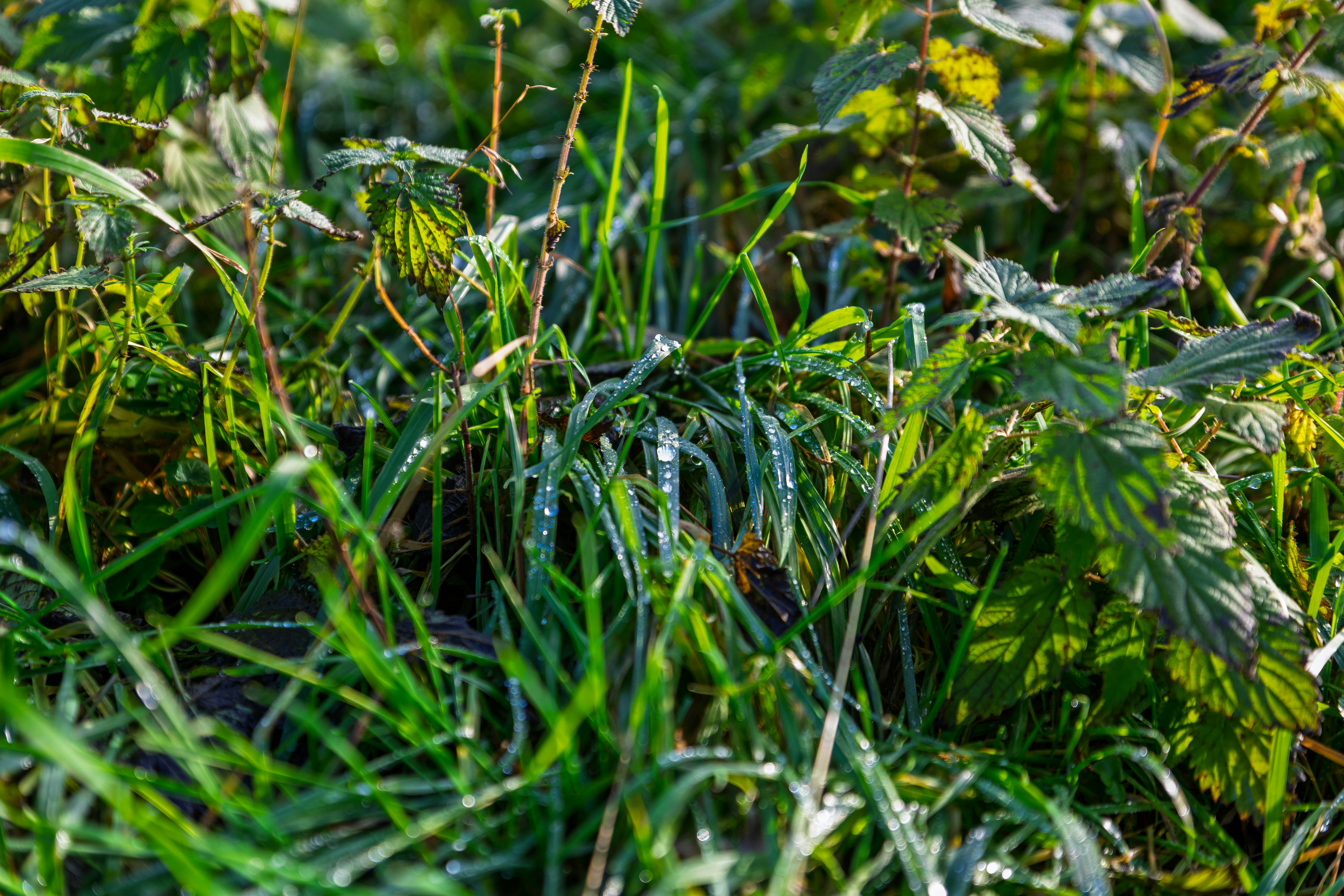 Verdant Patch: Sunlit blades and serrated leaves in a close-up jungle floor