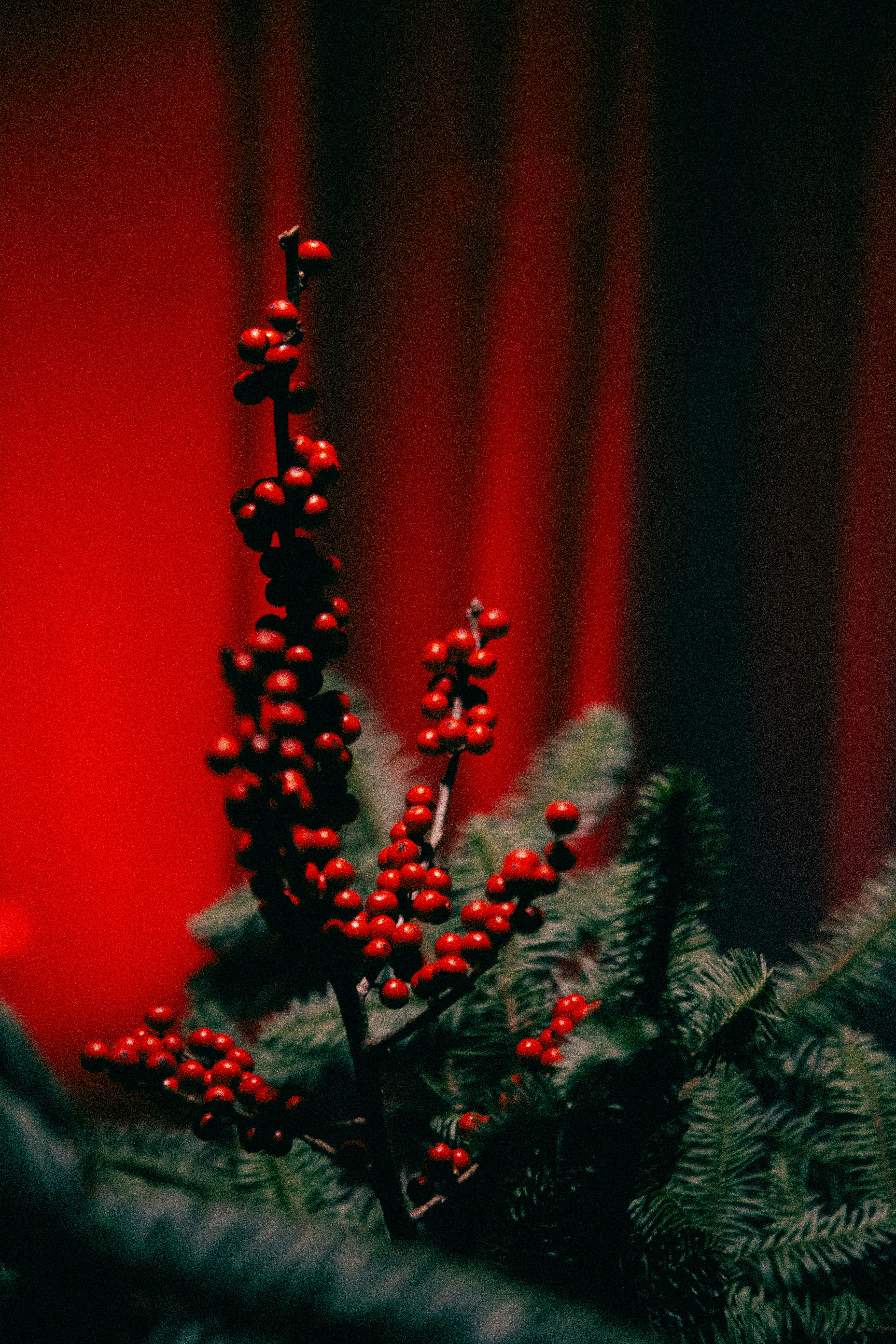 Crimson Berries in Soft Focus Against a Velvet Red Backdrop