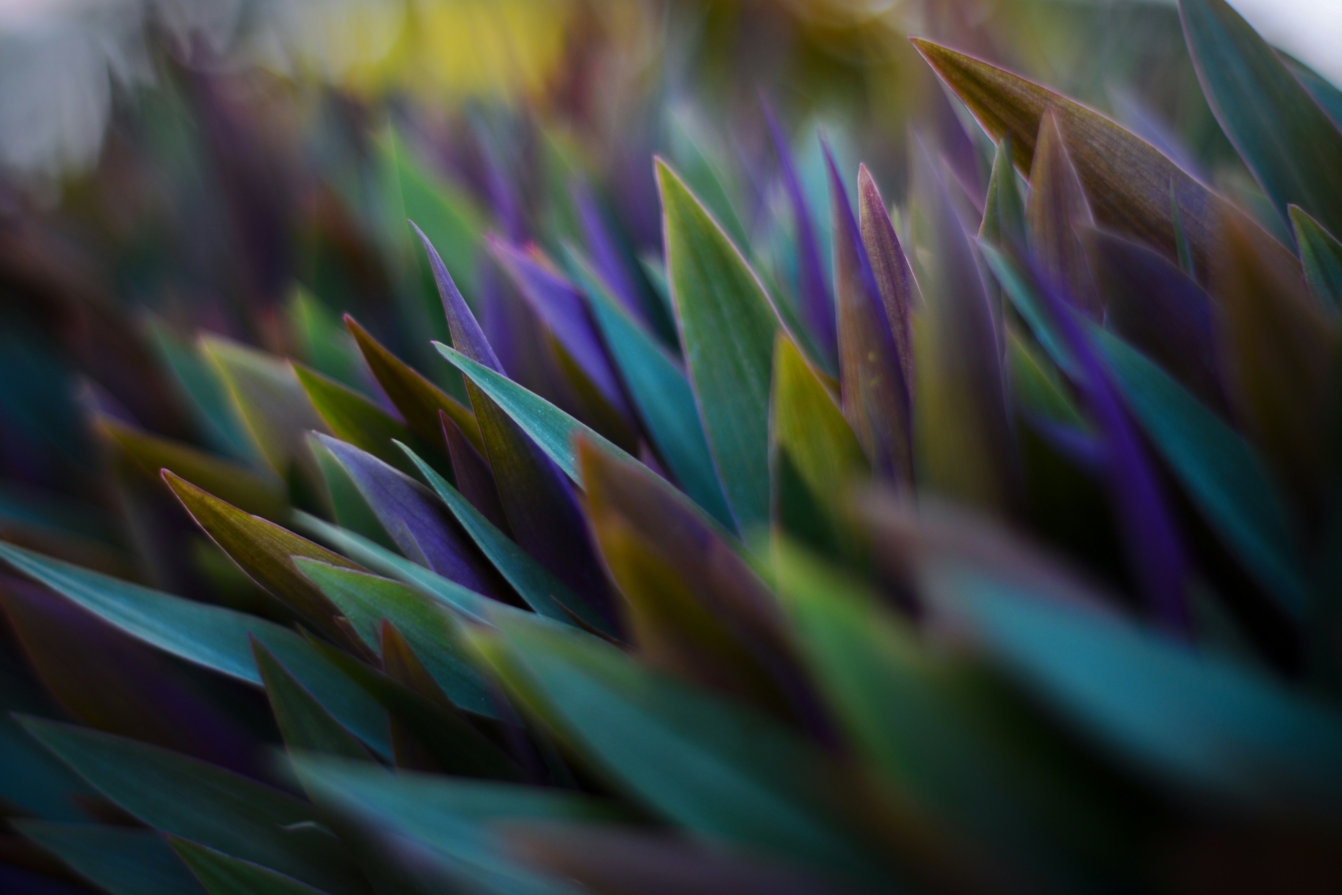 Chromatic Edges: A Close-Up Study of Multicolored Foliage Fronds