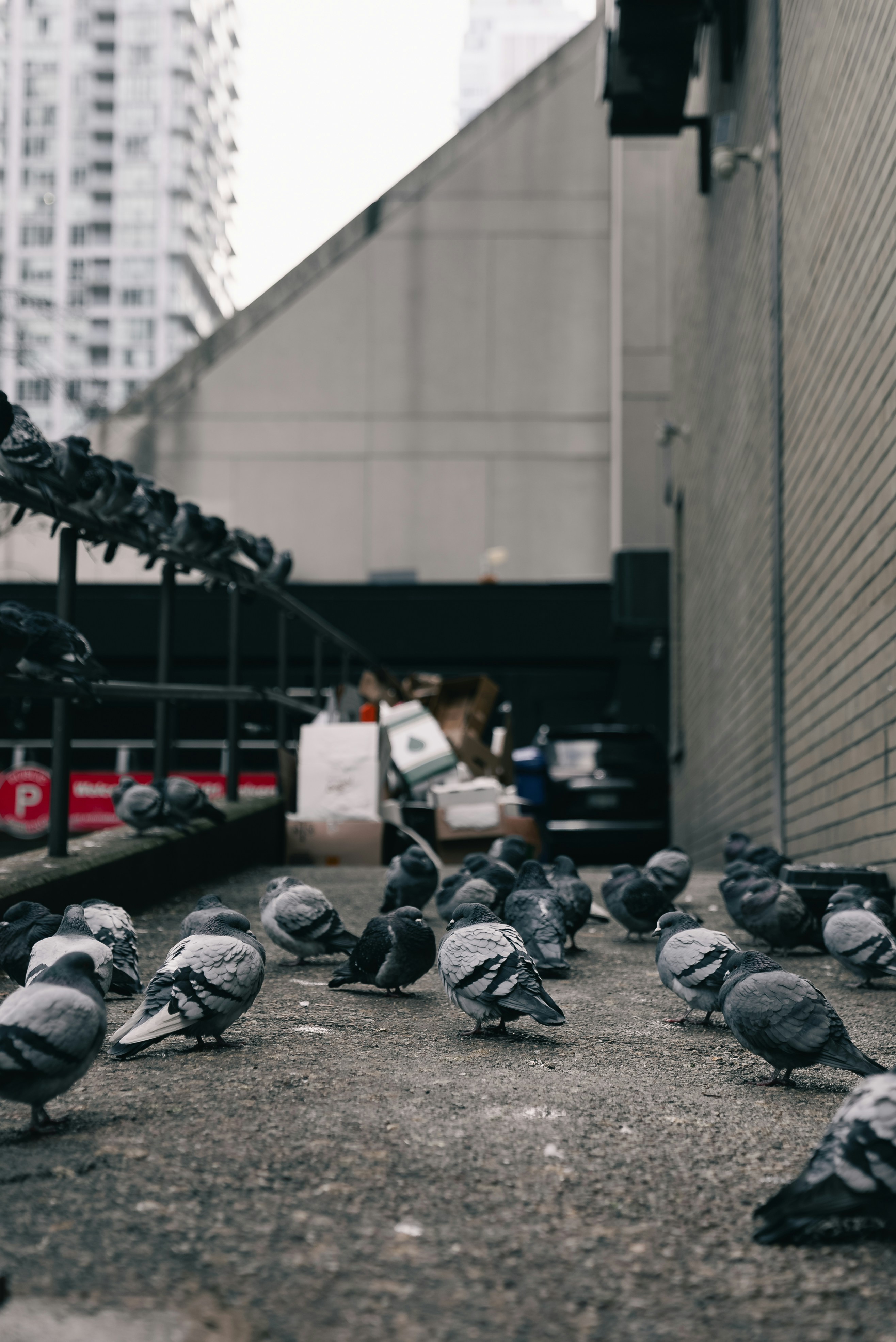 Urban Flock: Pigeons on a Concrete Path Beneath Industrial Shadows