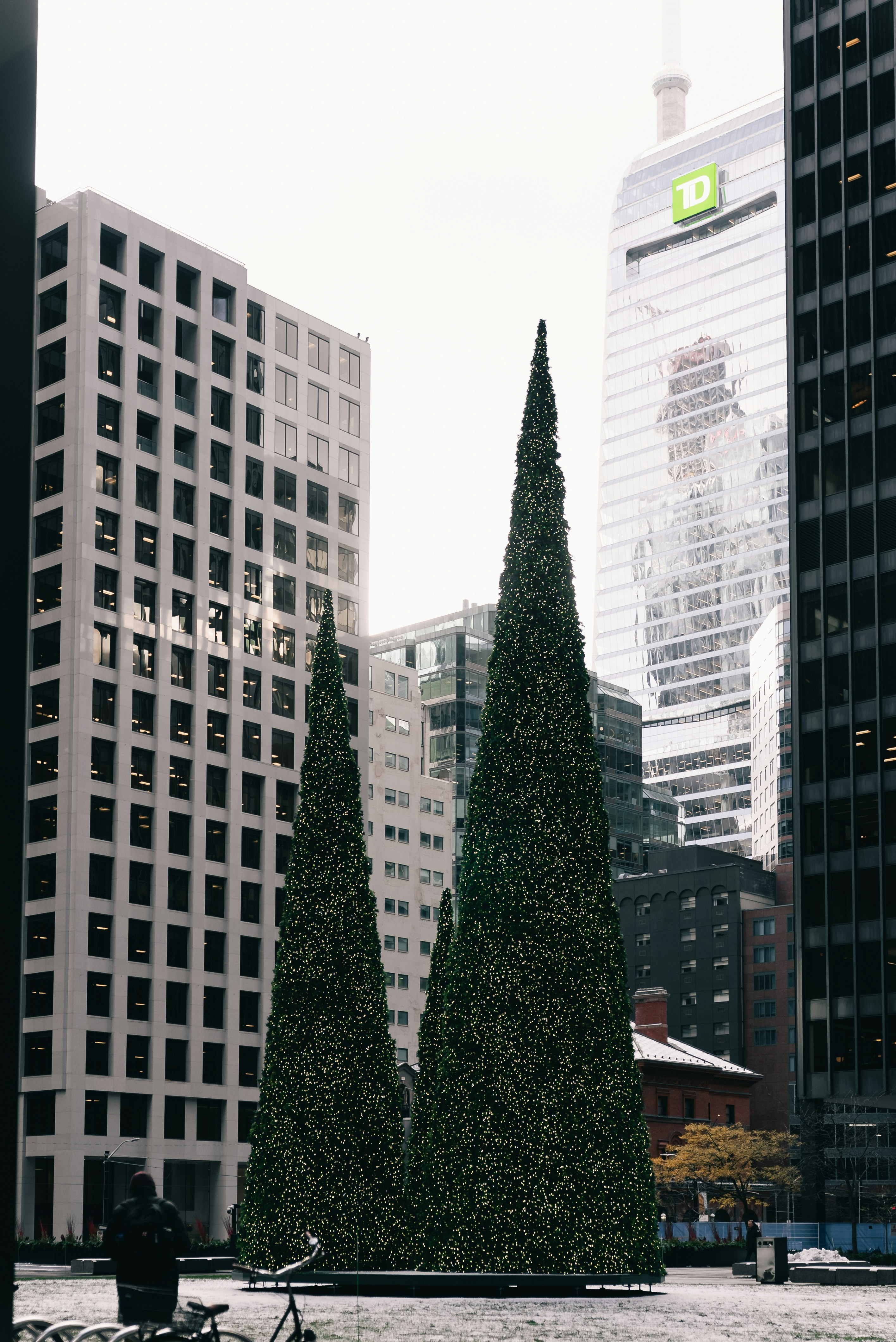 Towering Trees in the Winter City Square