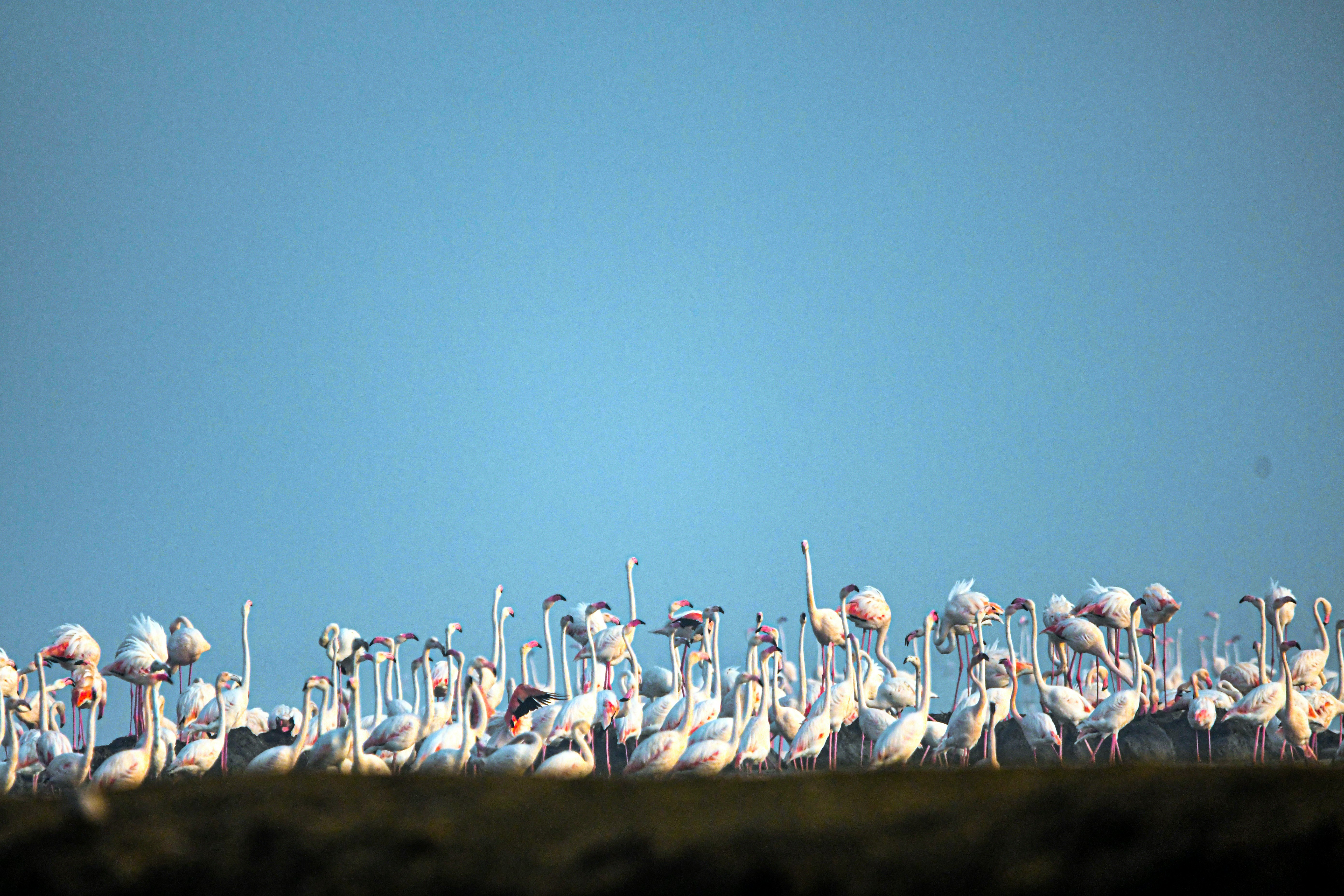 Flamingo Chorus on a Dark Ridge Under a Slender Horizon
