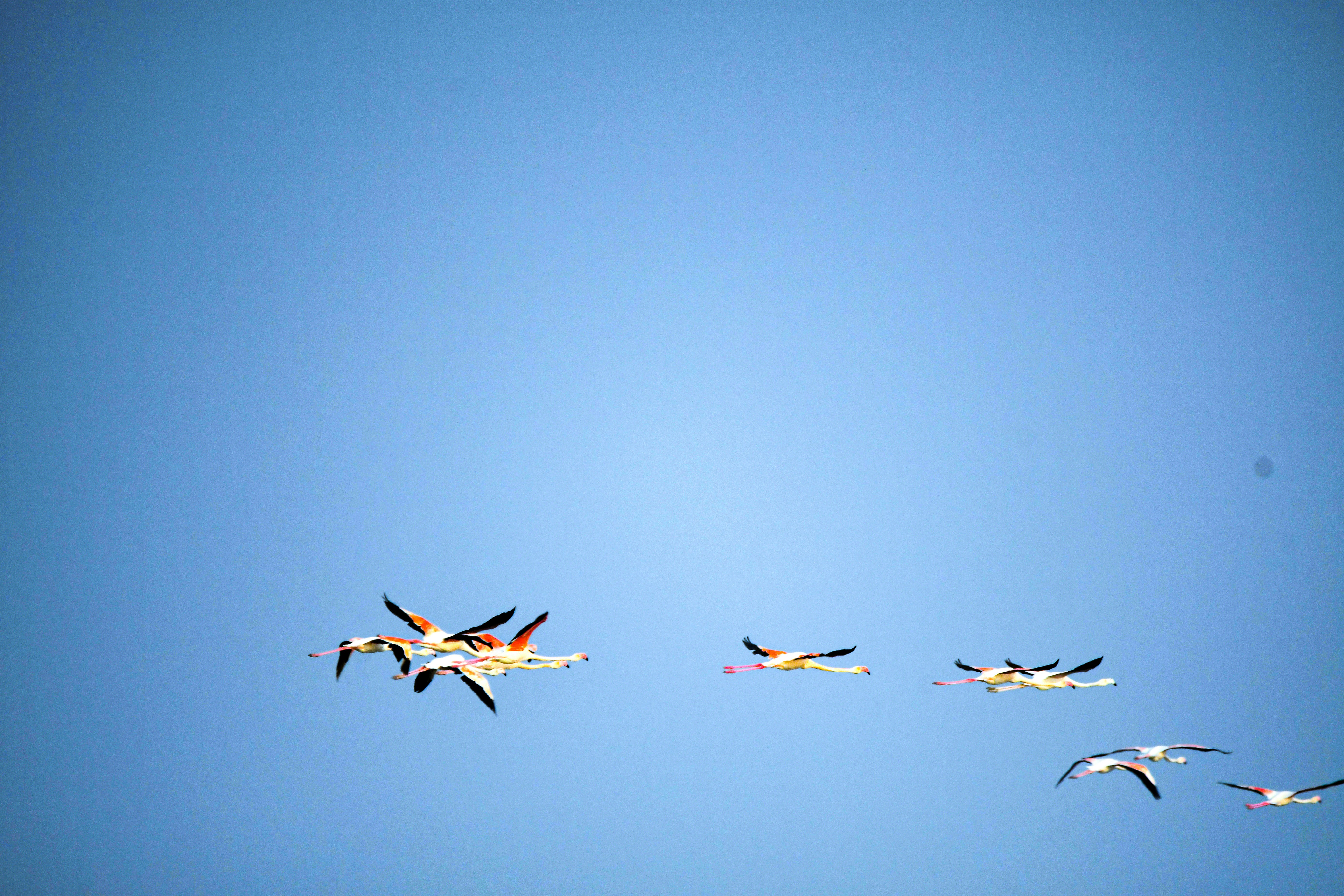Flock in Formation: Migratory Birds Cross a Clear Sky