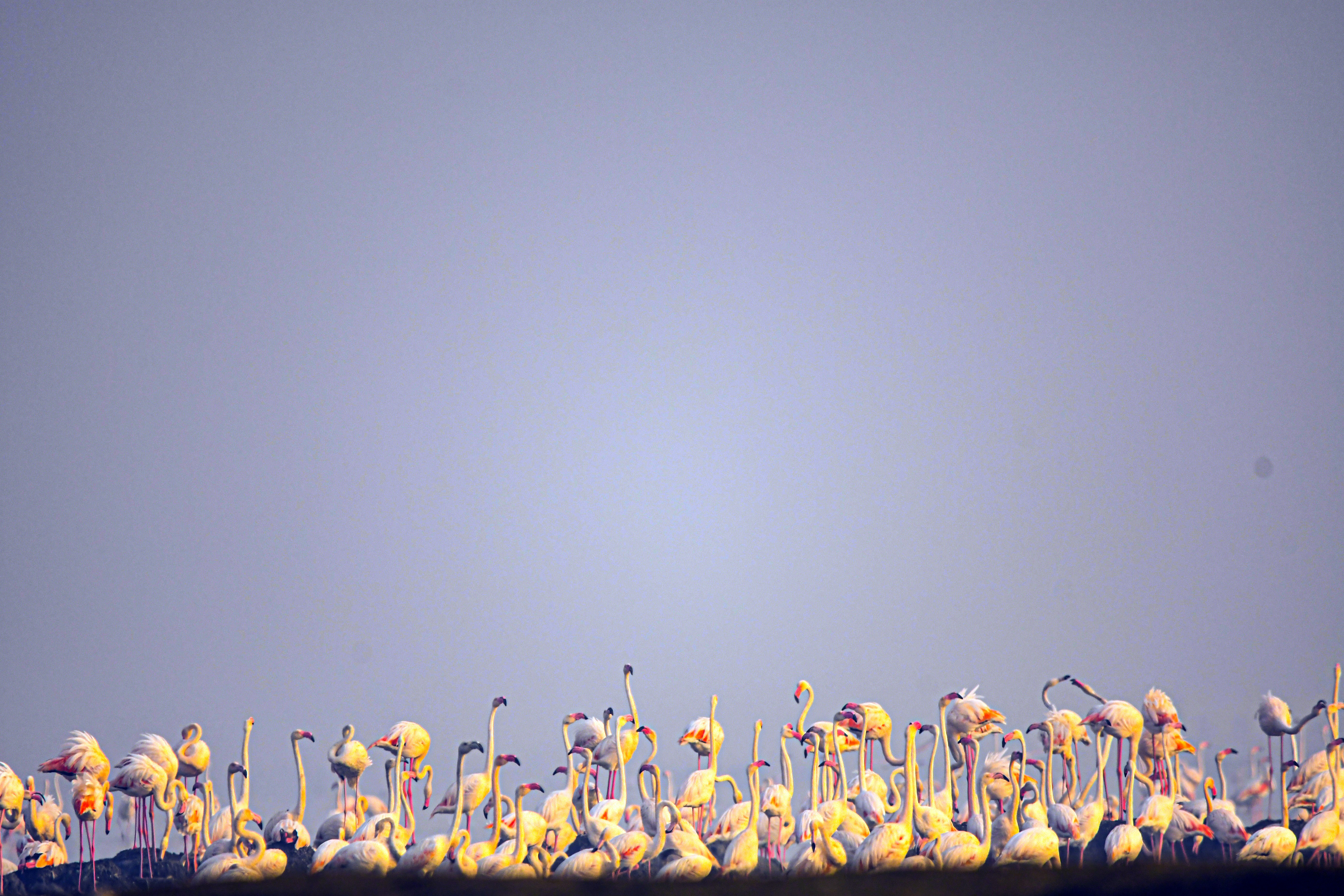 Flamingo Horizon: A Chorus of Pink Feathers at Dawn