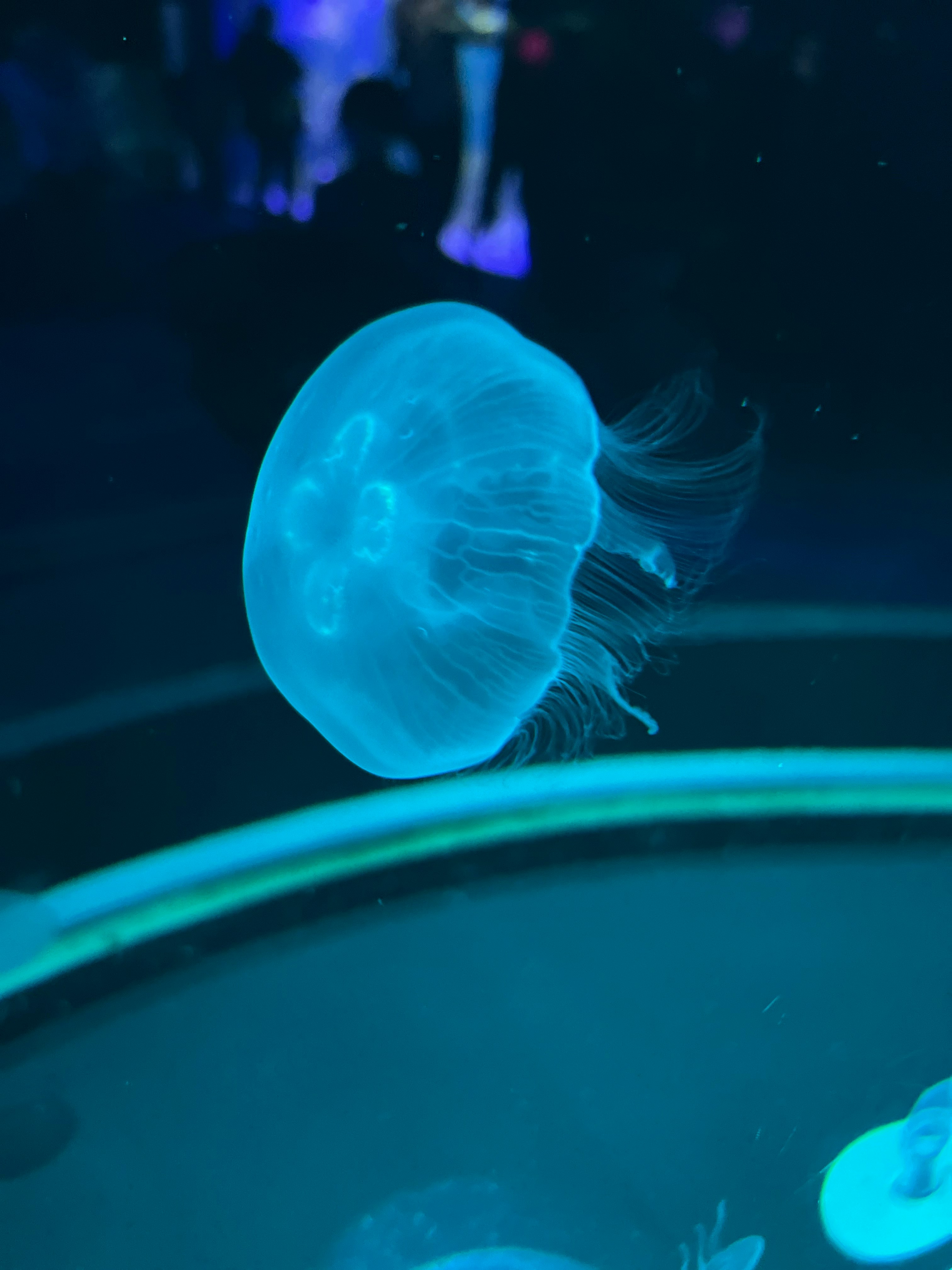jellyfish