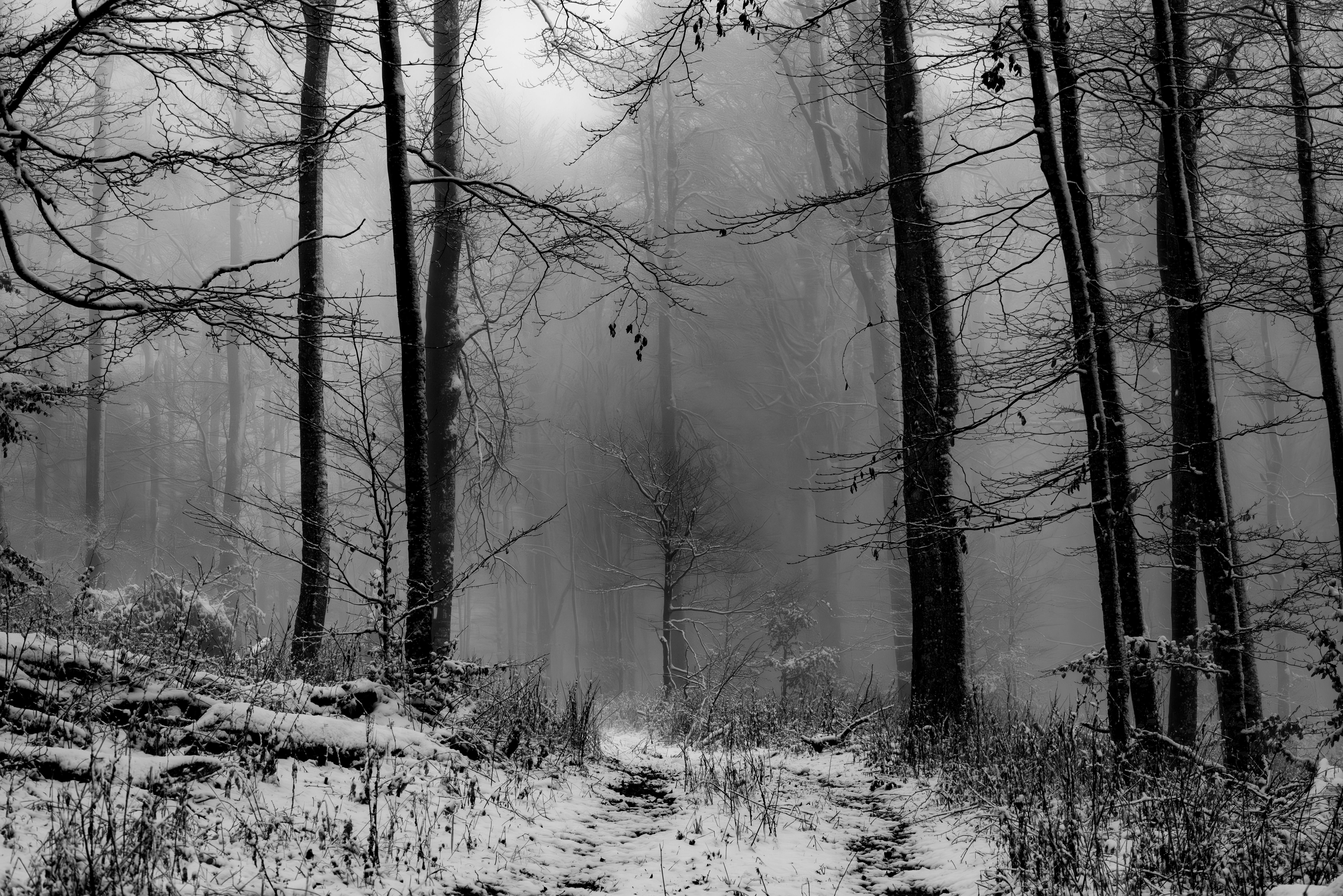 Bare trees in a foggy, snow-covered forest. photo – Free Winter ...