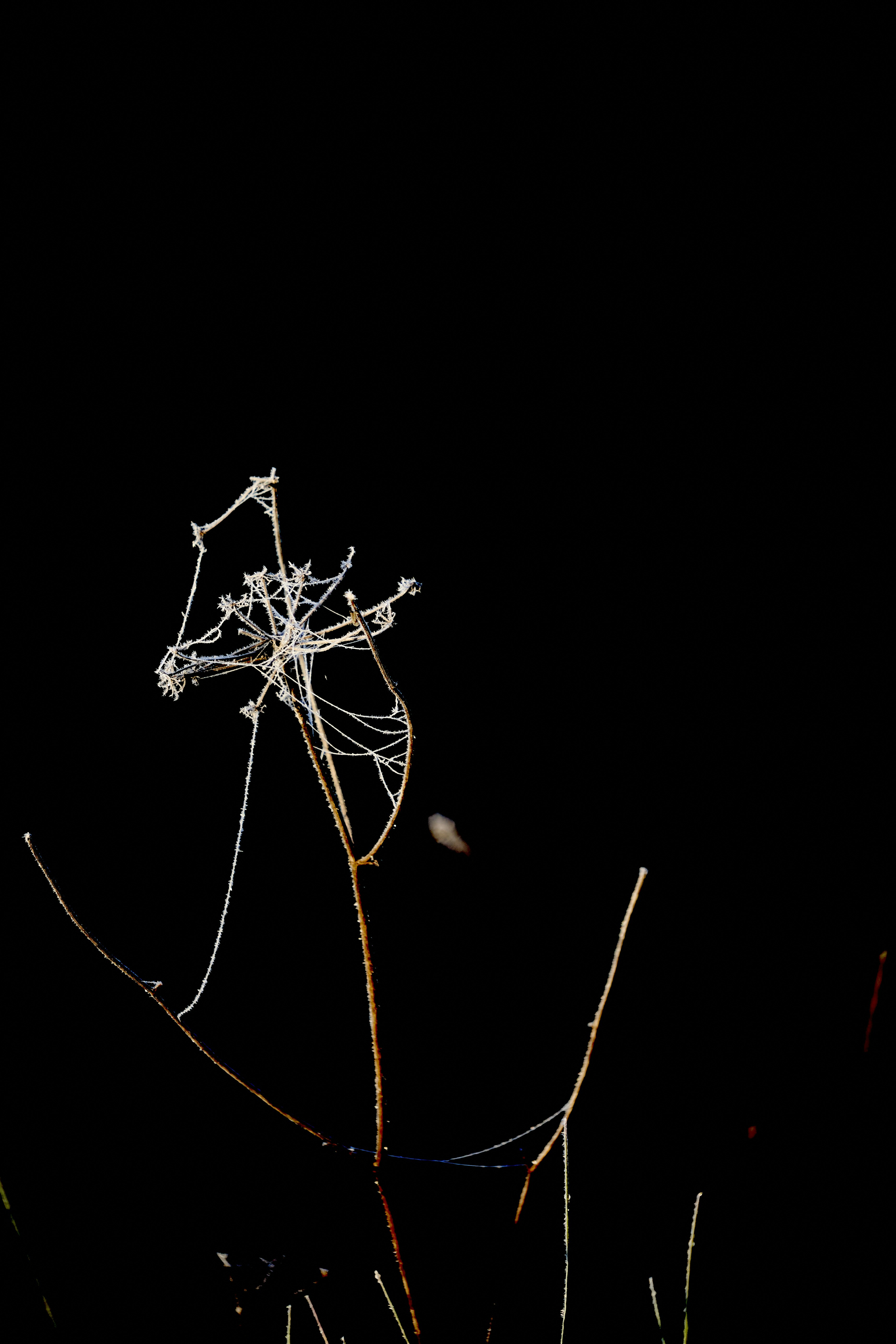 Photo by Wolfgang Hasselmann with Sony Alpha 7 IV