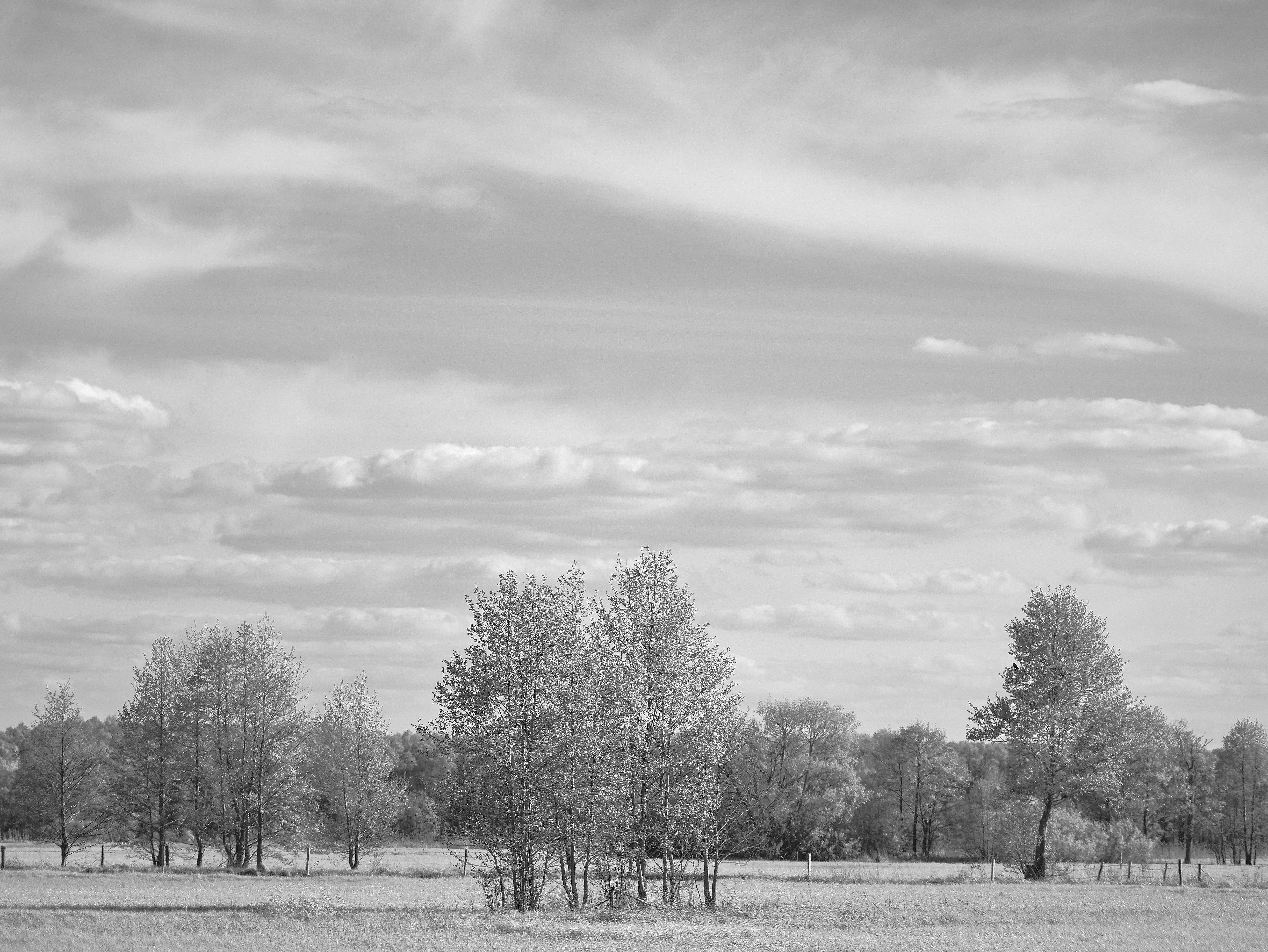 Photo by Wolfgang Hasselmann with Sony Alpha 7 IV