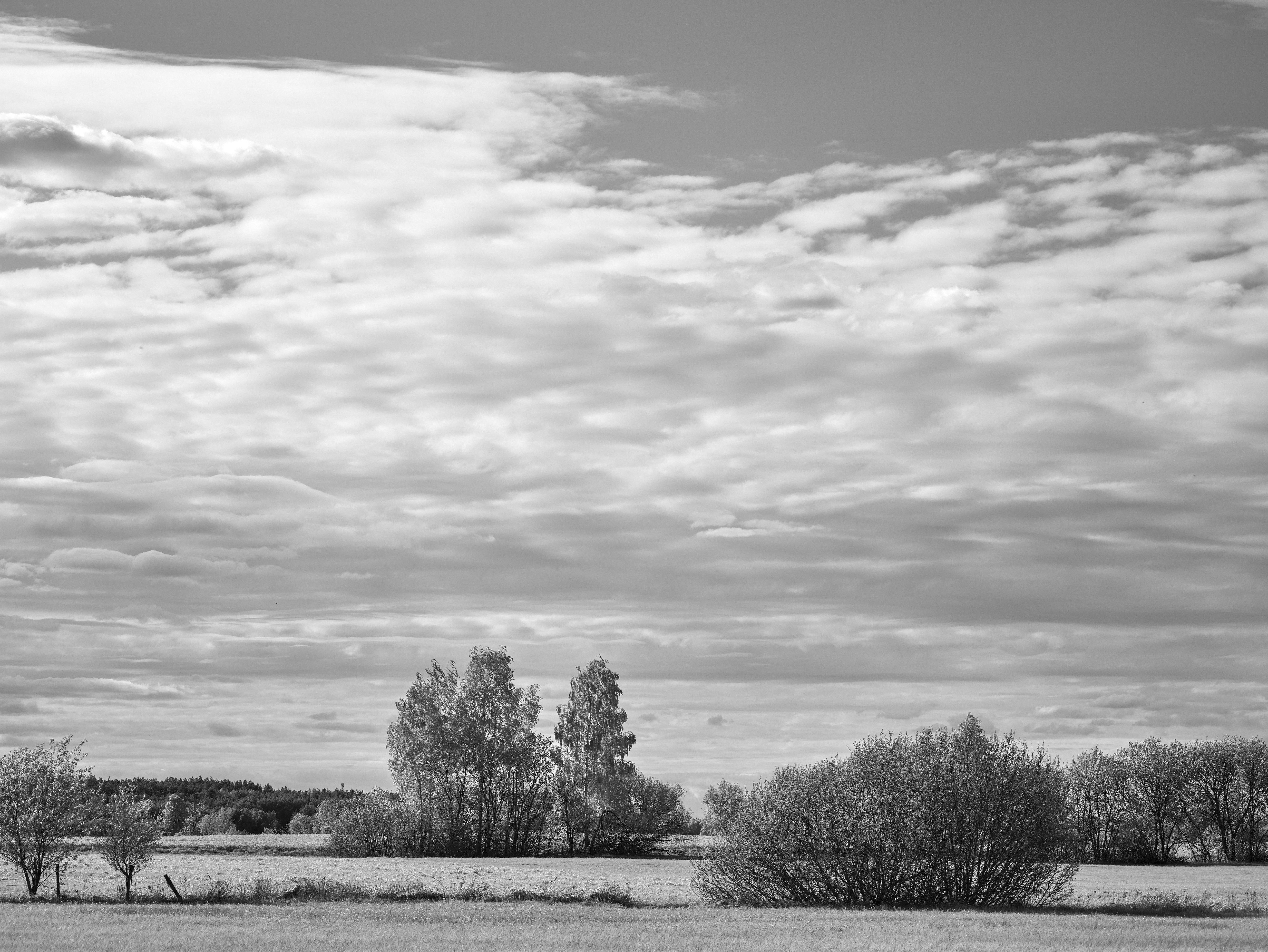 Photo by Wolfgang Hasselmann with Sony Alpha 7 IV