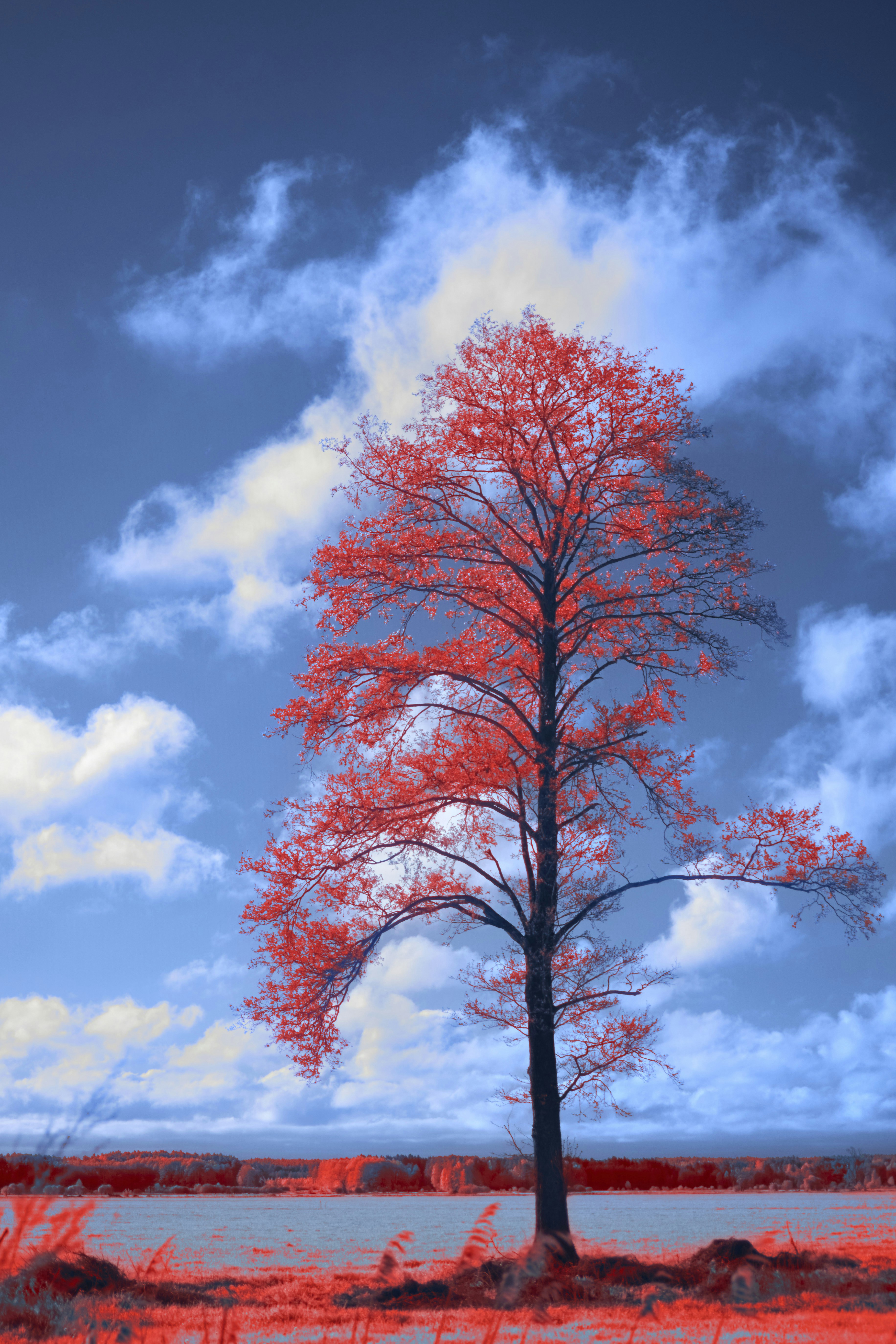 Photo by Wolfgang Hasselmann with Sony Alpha 7 IV