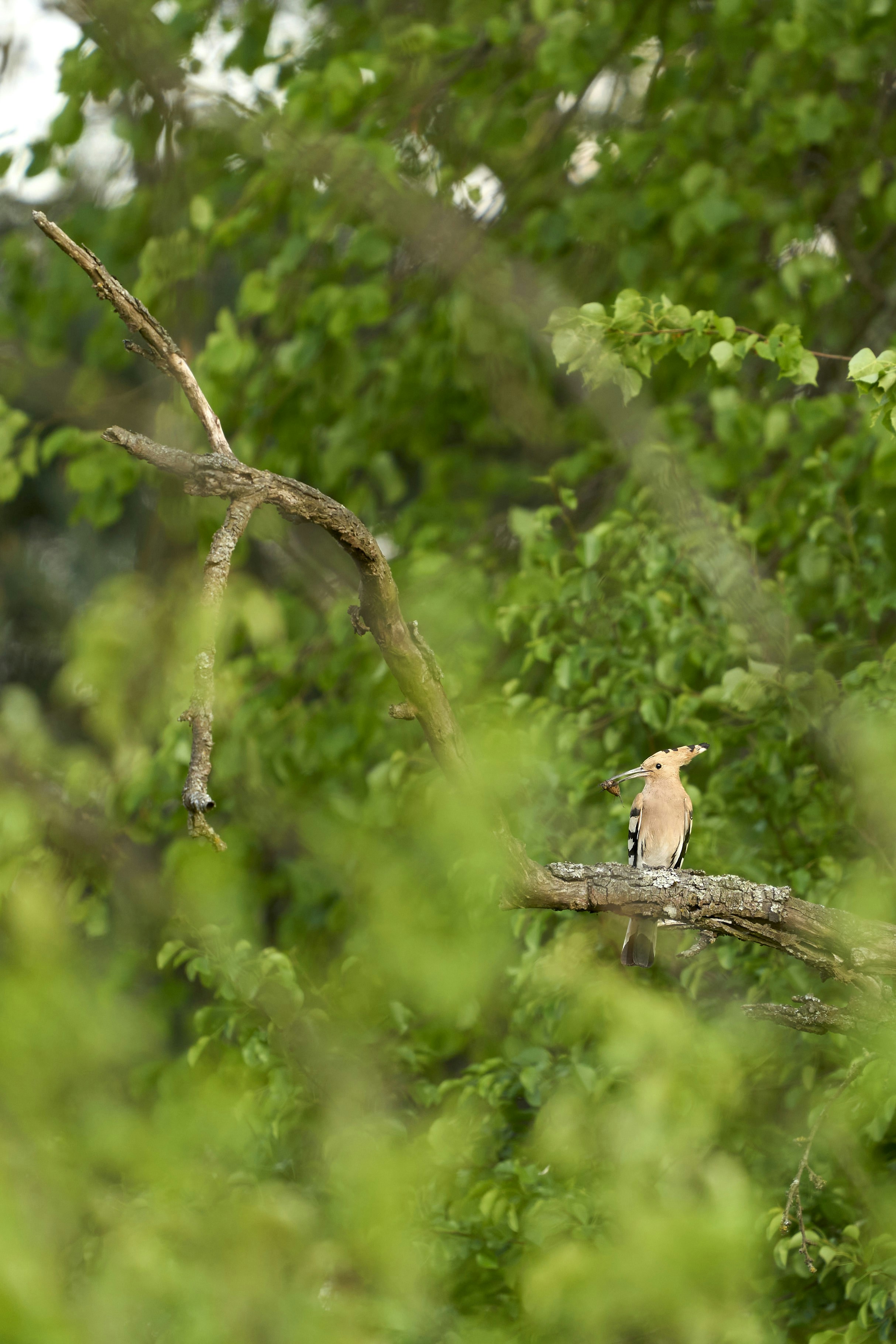 Perched in the Green Canopy, a Small Bird Stares into the Light