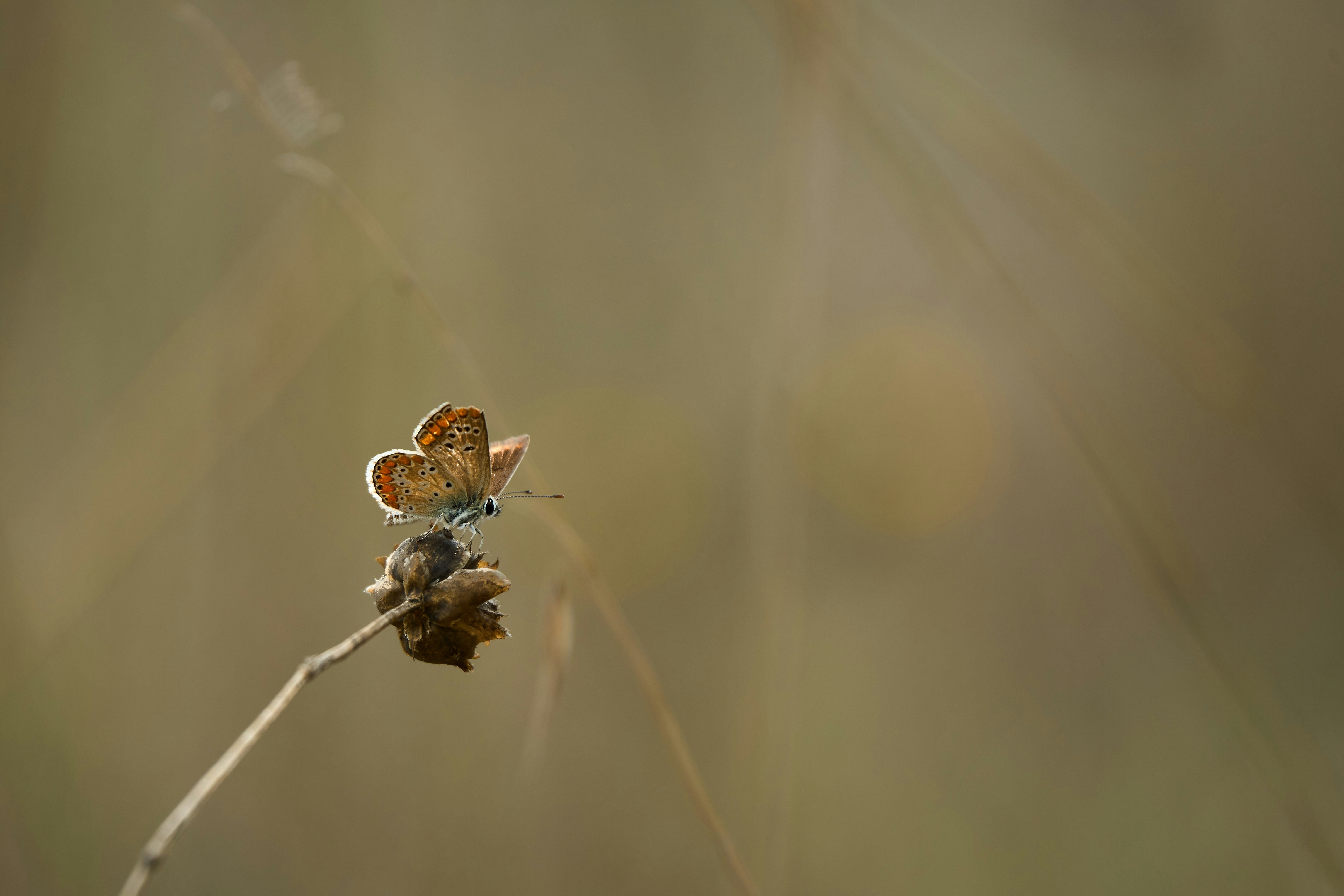 Photo by Wolfgang Hasselmann with Sony Alpha 7 IV