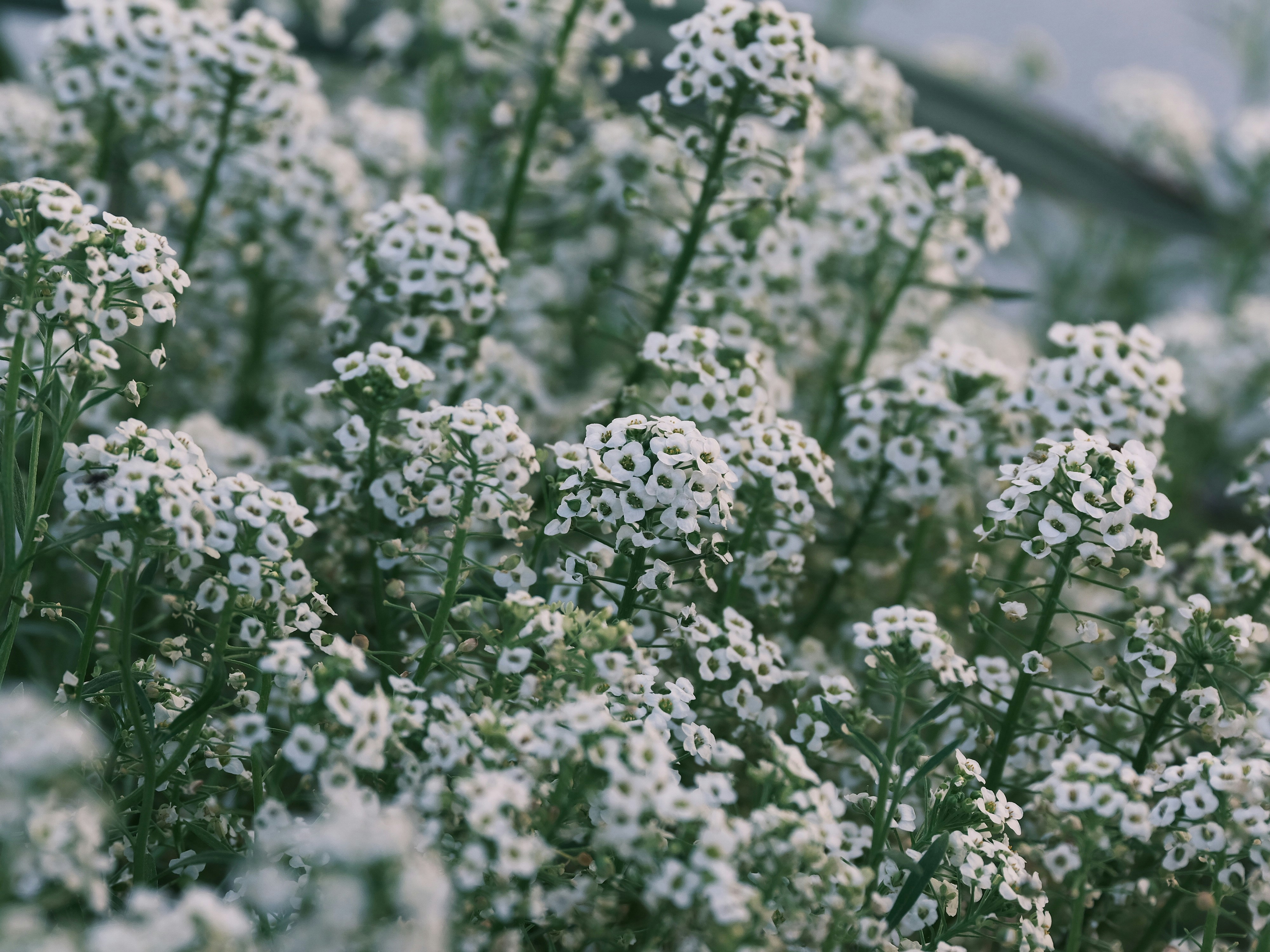 Whispers of White: A Sea of Tiny Blooms in Soft Focus