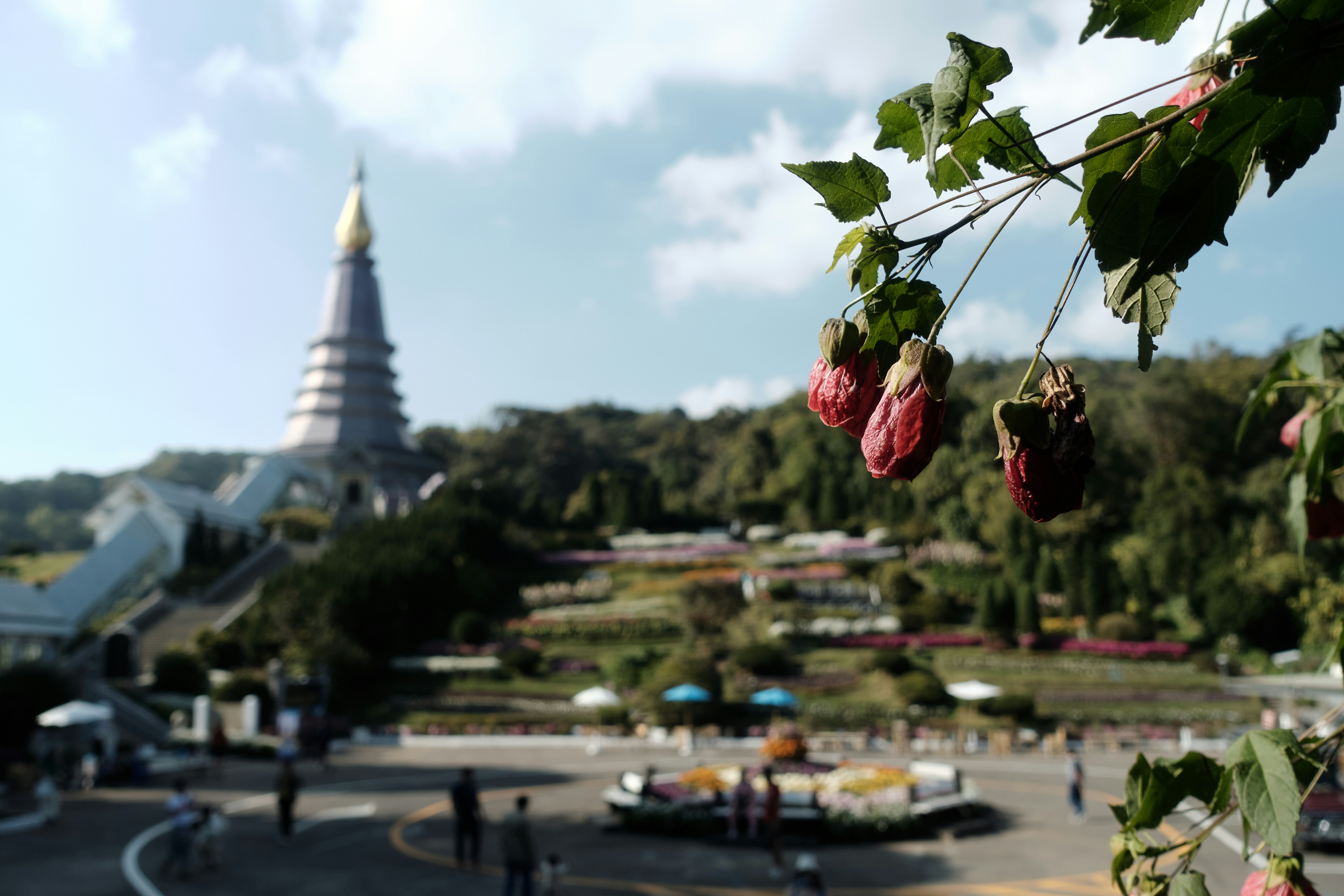 Blossoms at the Temple Grounds