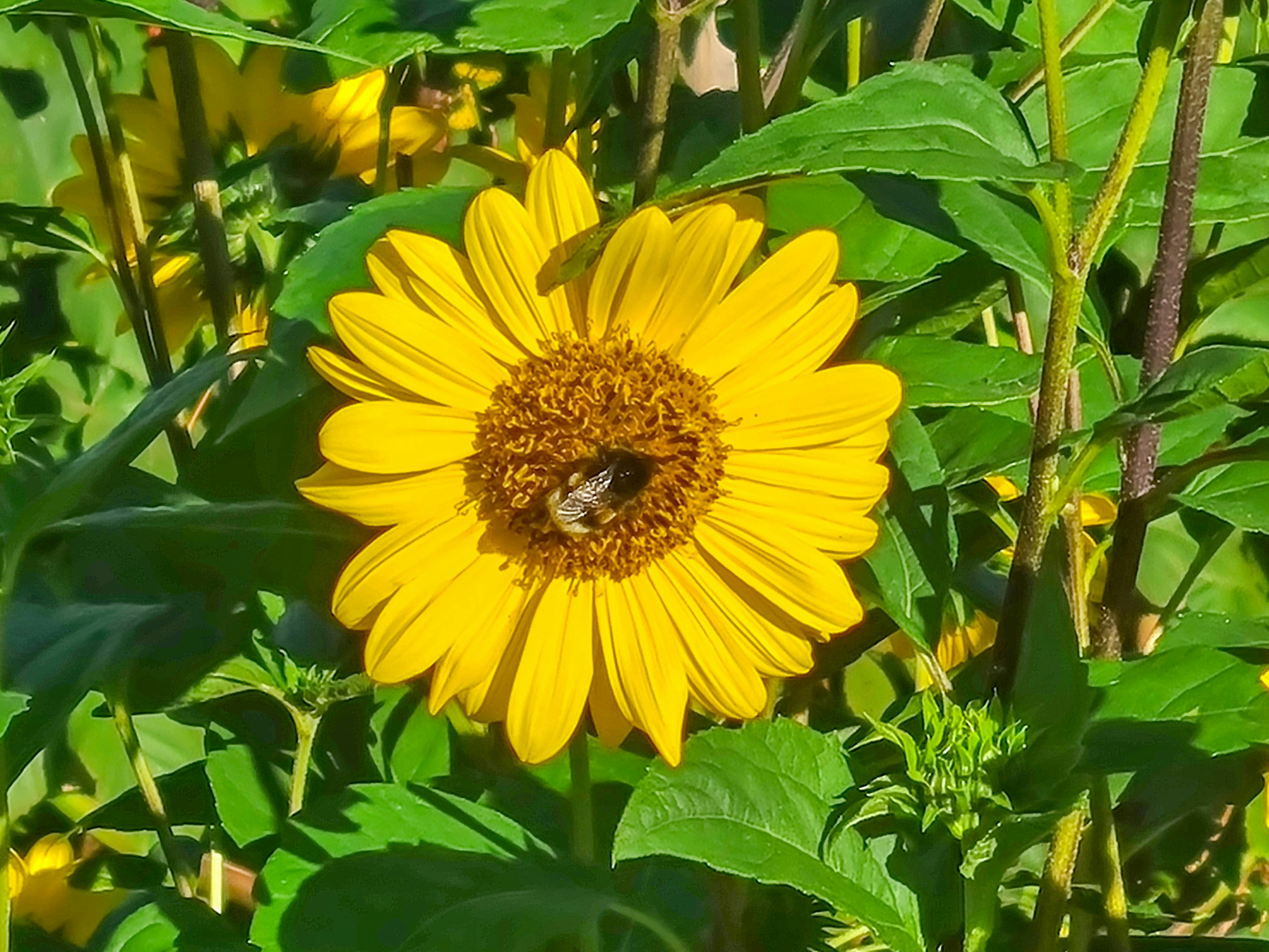 RemasterDirector_1a5c03258