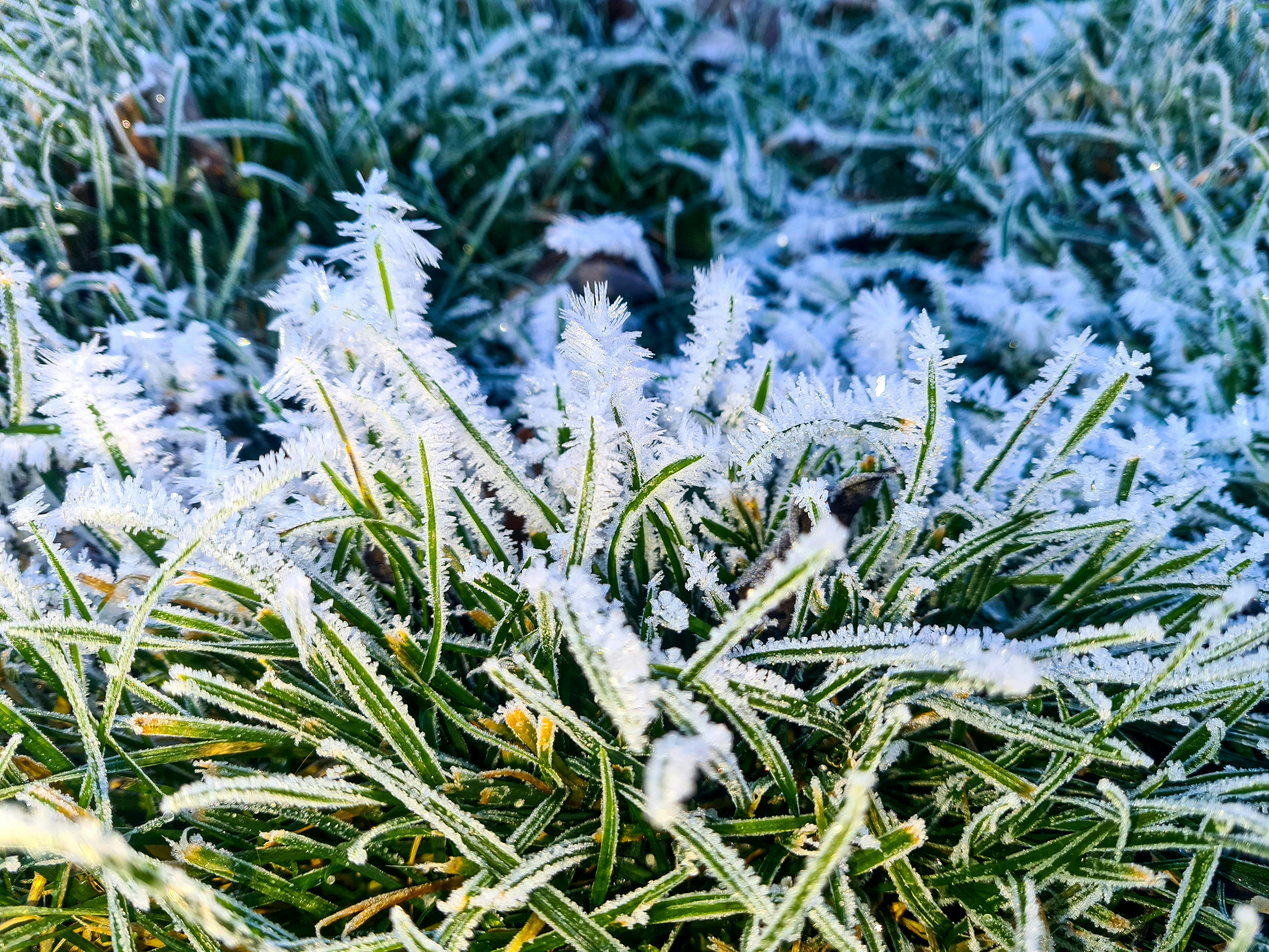 RemasterDirector_1a5c03258