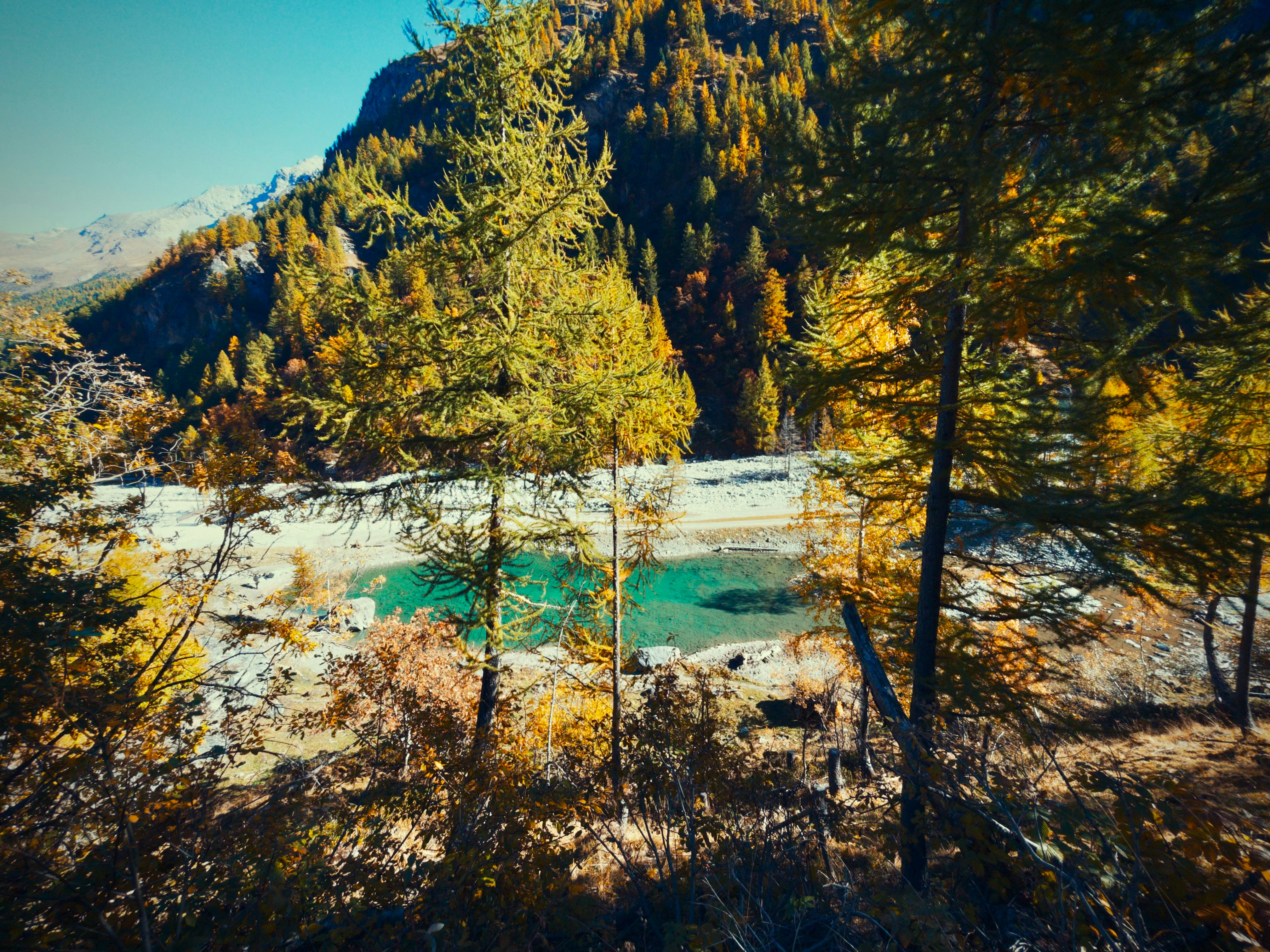 Golden Pines Over a Glacier-fed Basin