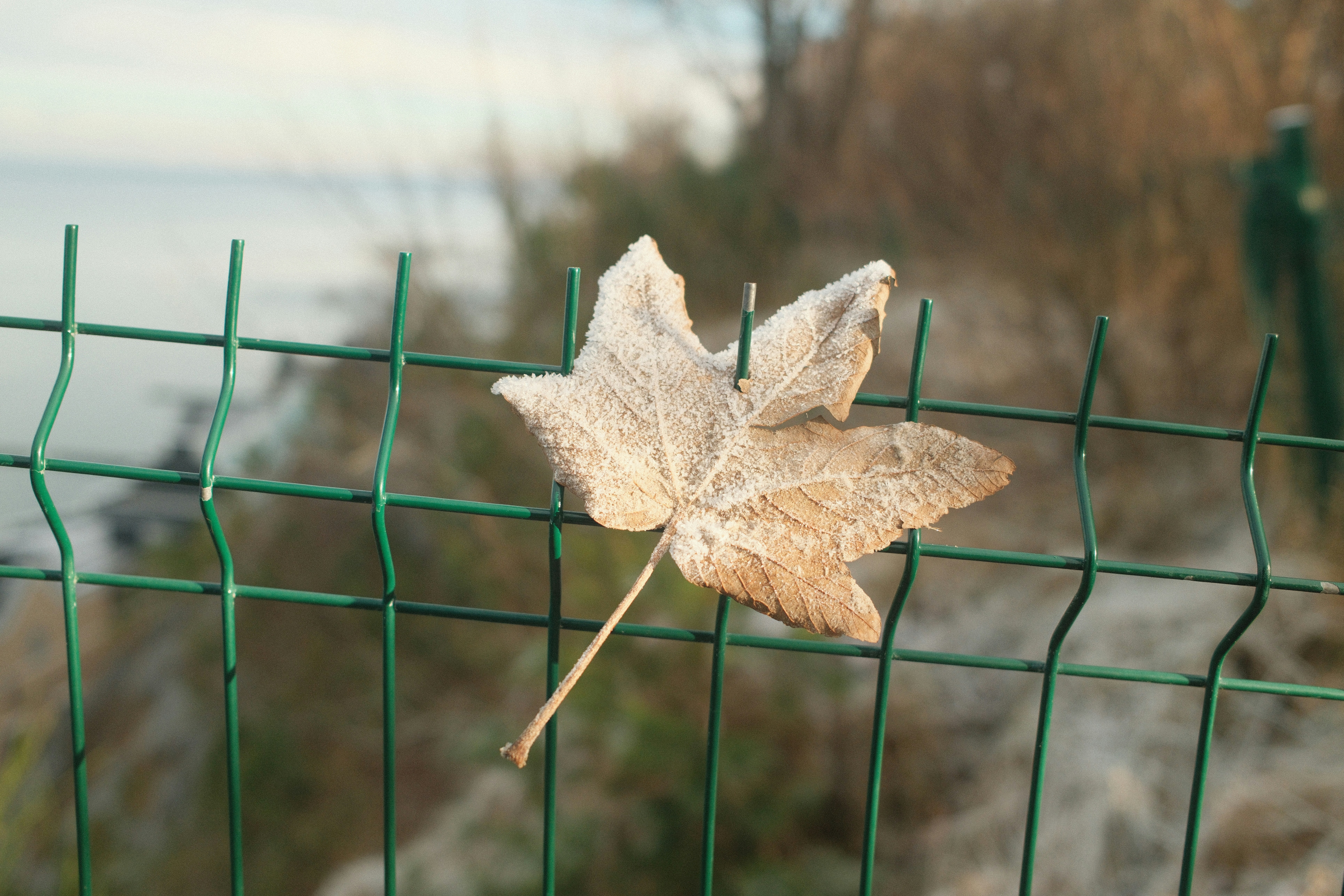 Leaf on a Green Fence at Distant Shore
