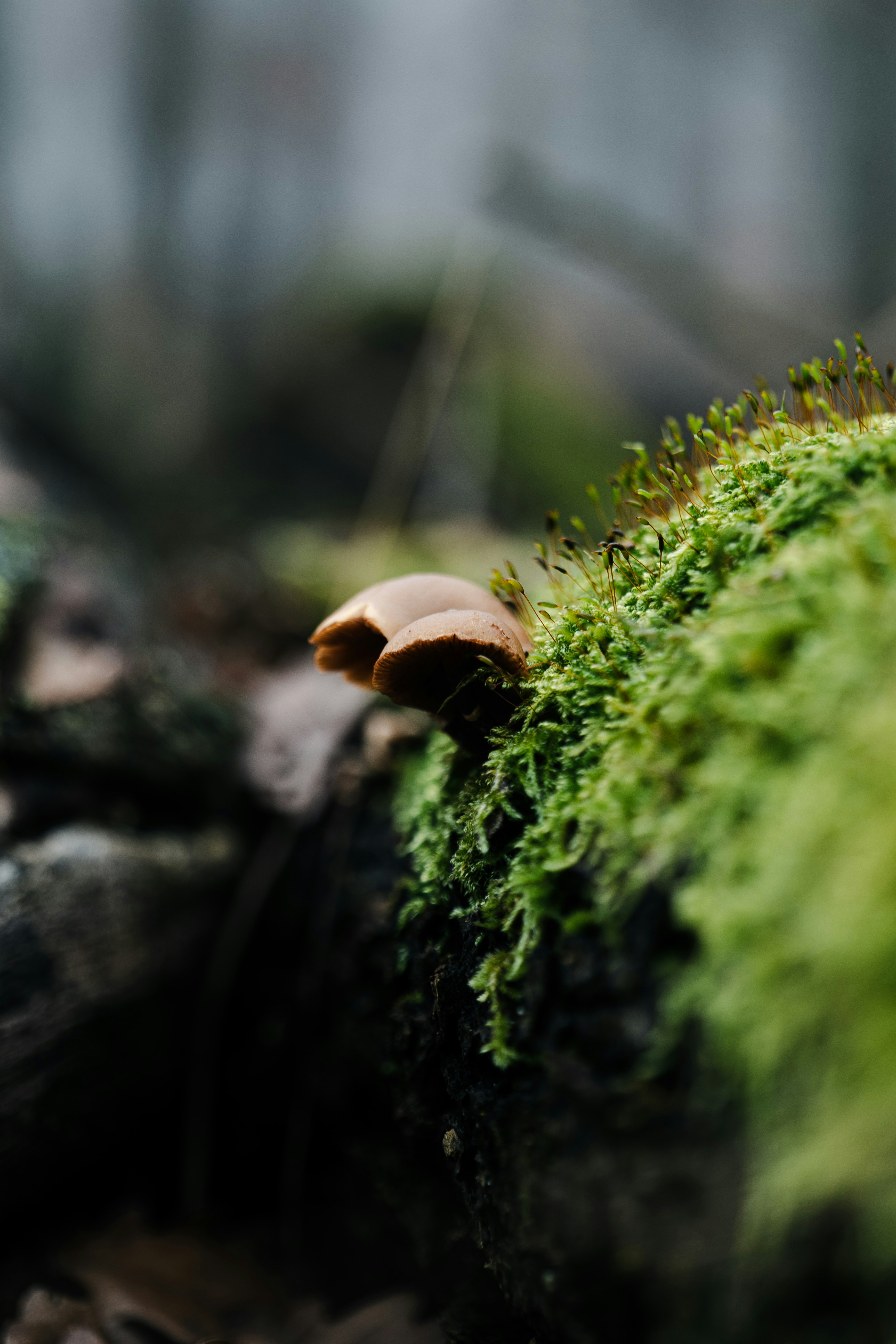 Mossy ledge and lone mushroom peeking over the edge