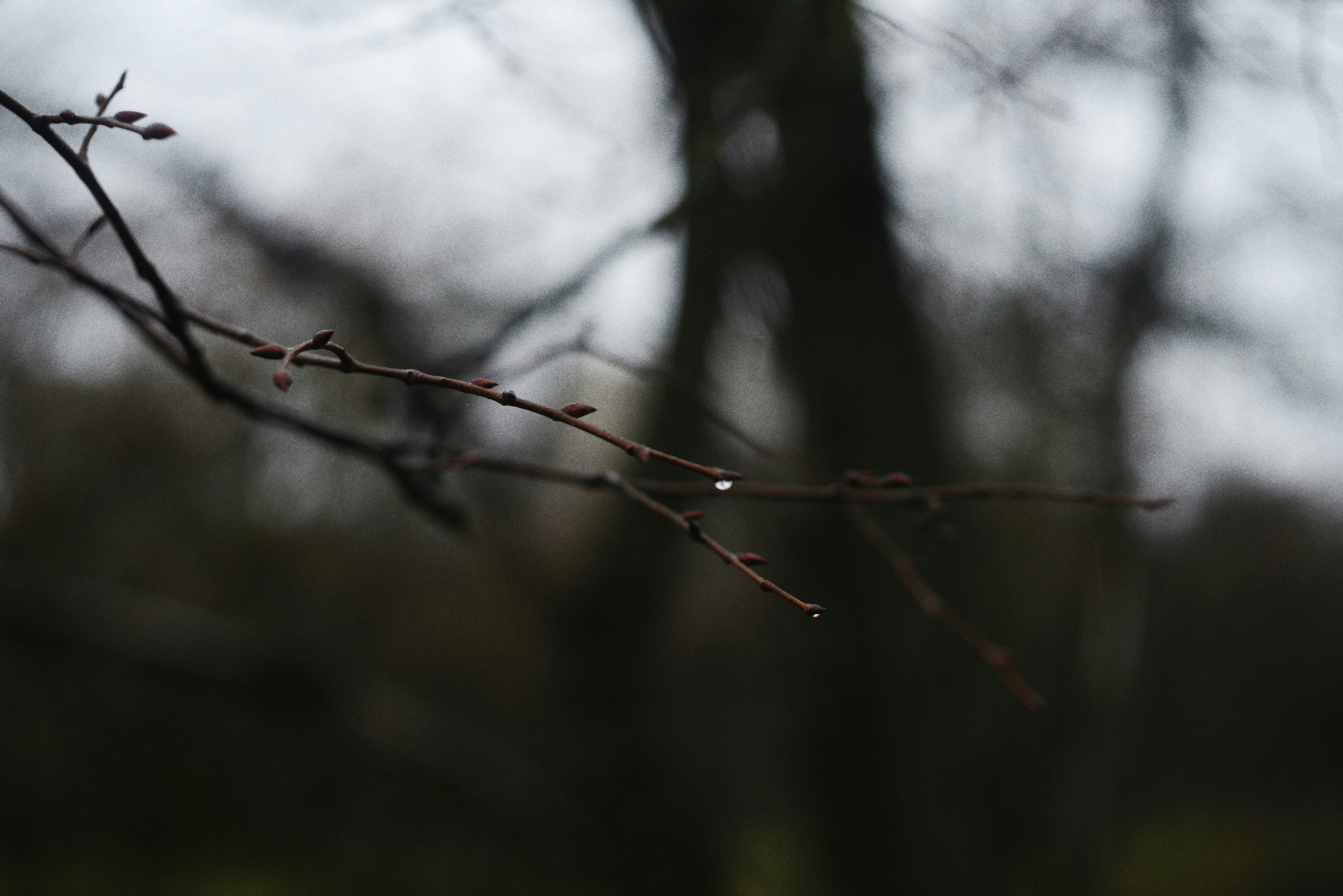 Bare Branch in a Quiet Forest Frame