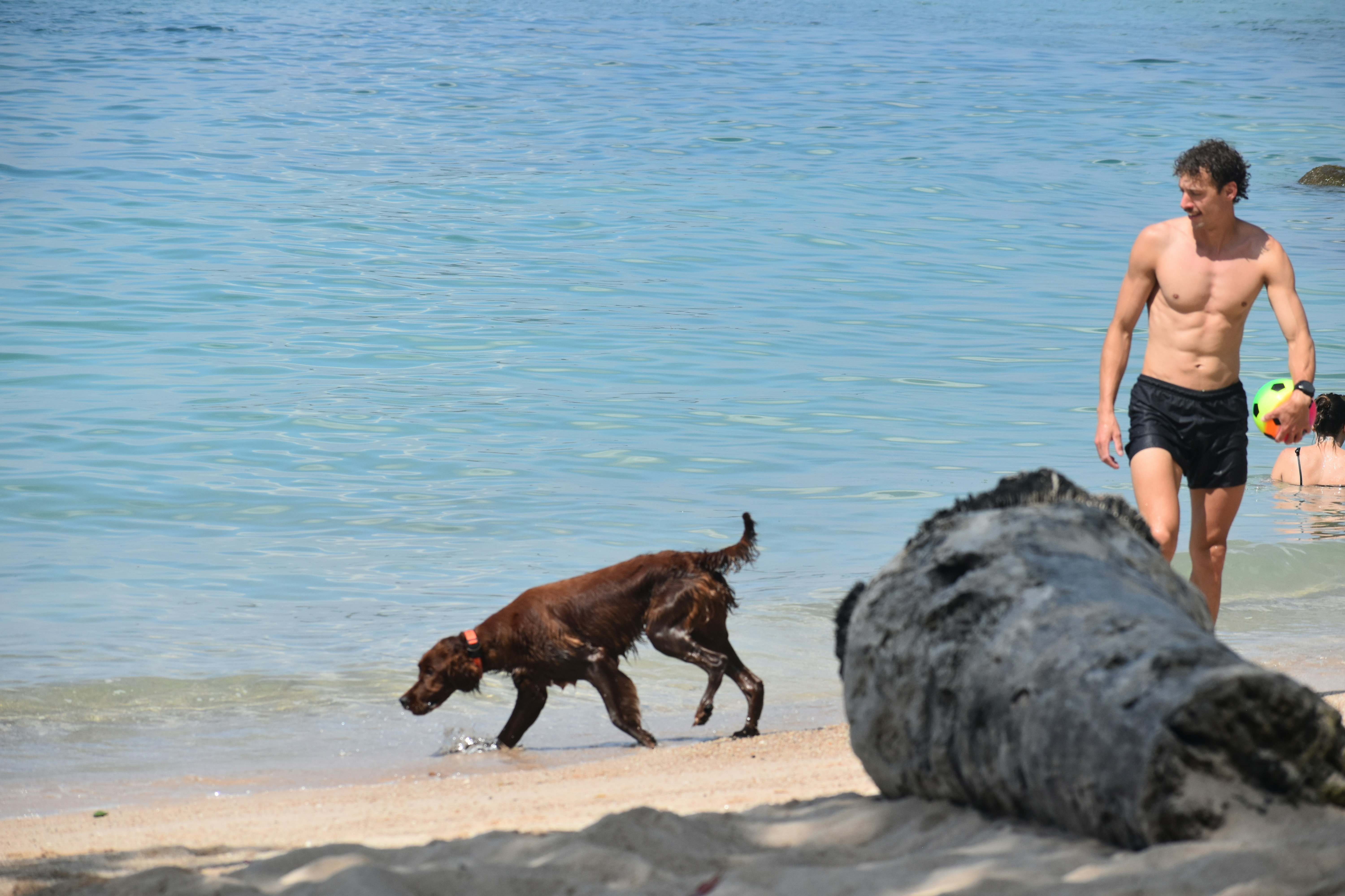 Man at the Shore Watches a Brown Dog Trotting Past a Weathered Log