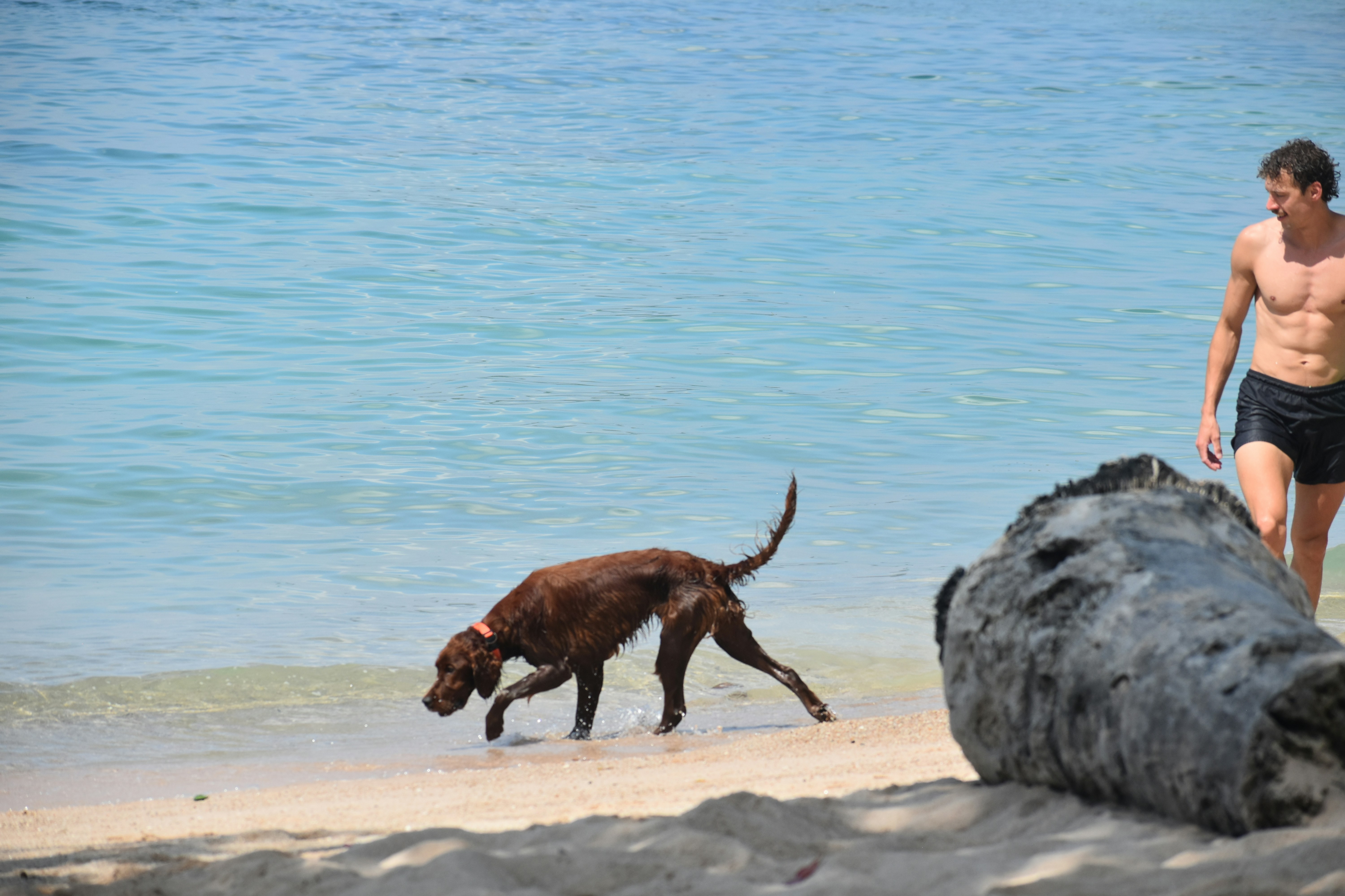 Sunlit Stroll: A Labrador by the Shore as a Surfer Adrift on Rock