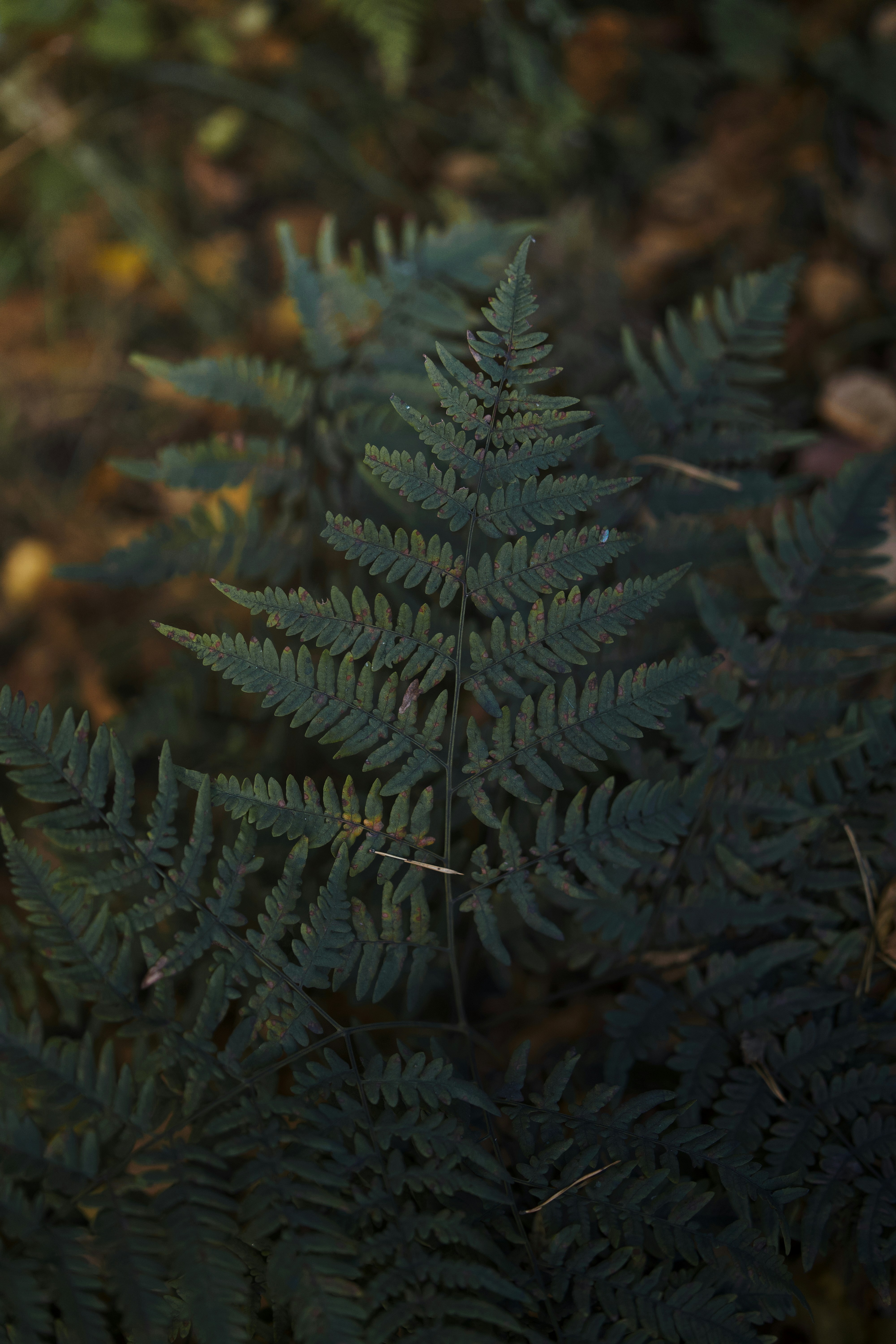 Photo by Ann V with Sony Alpha 7 III