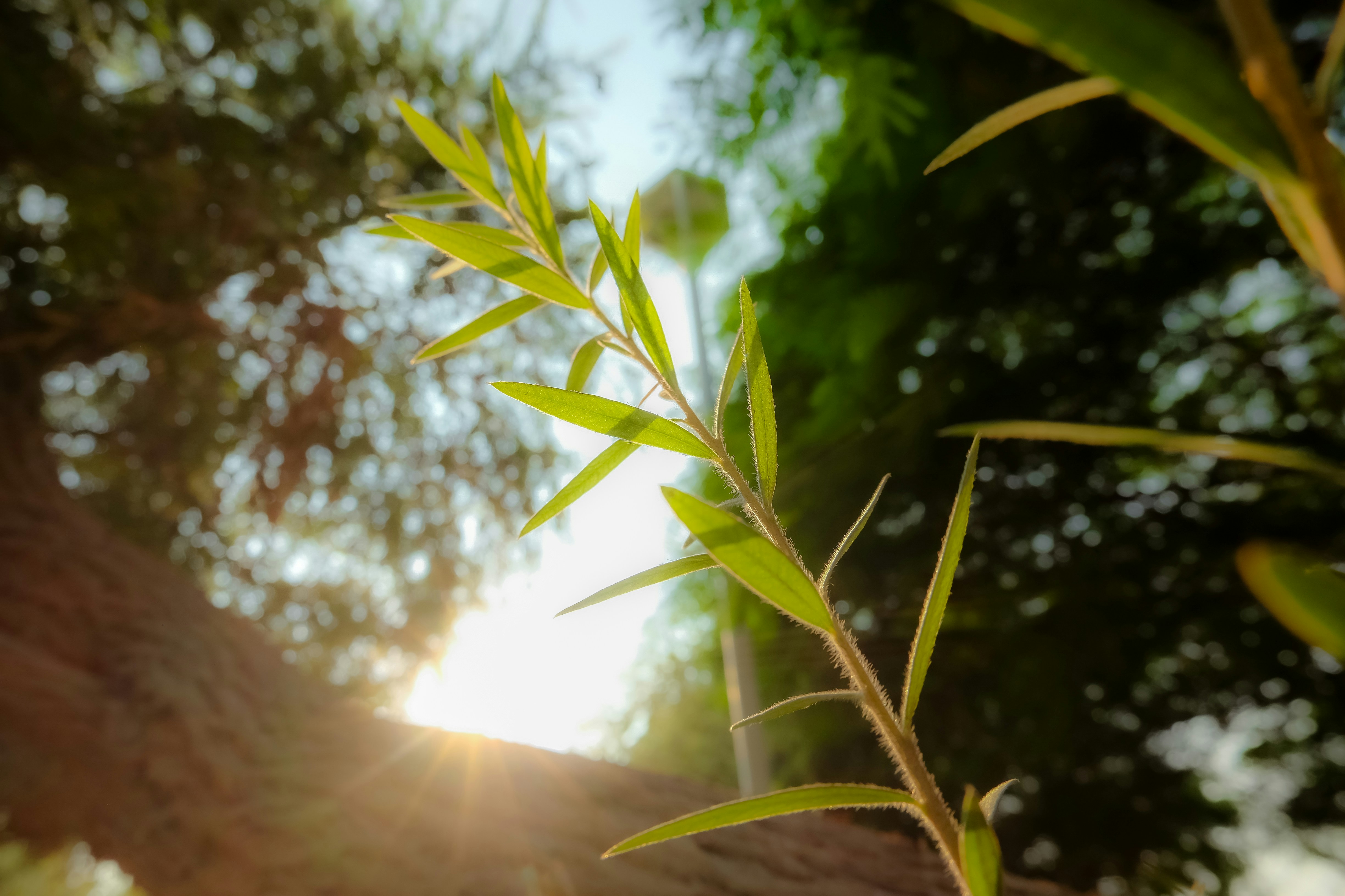 Sunlit shoot: a slender branch reaching toward the glow