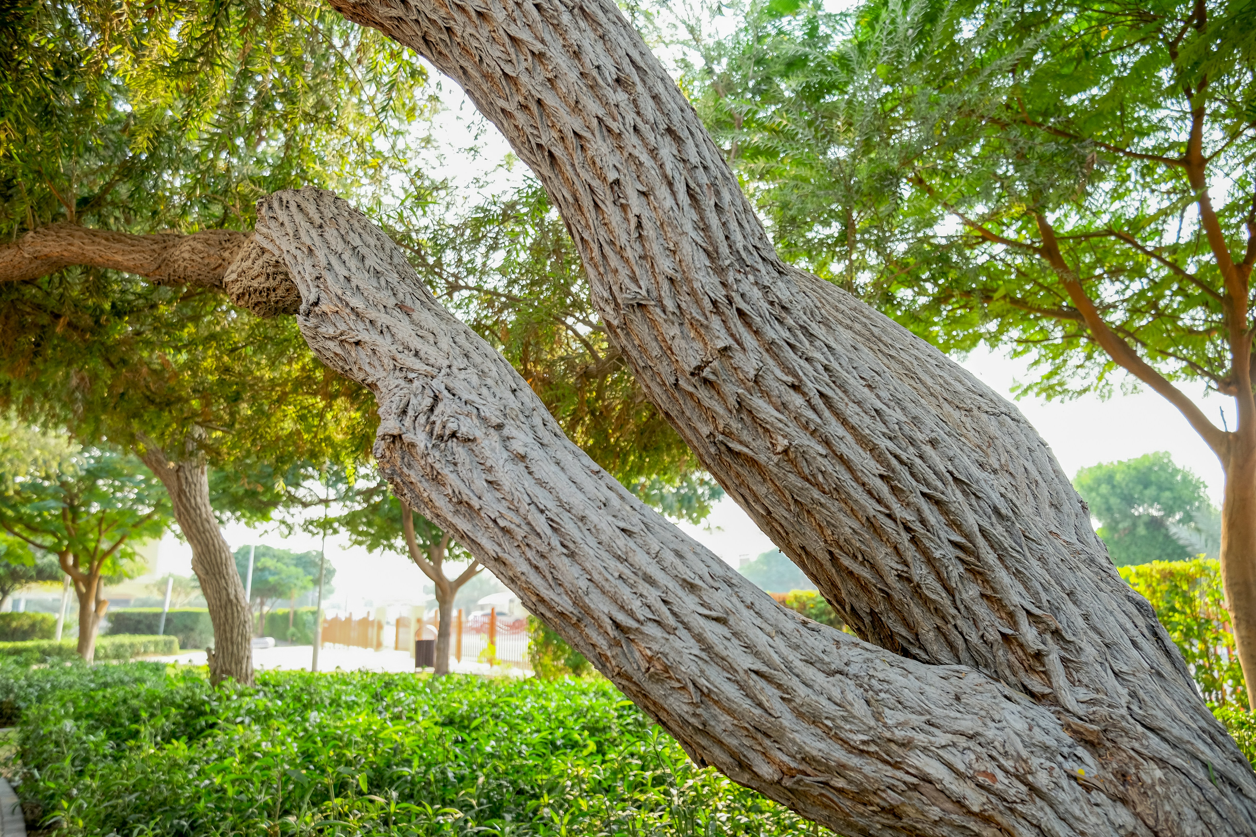 Curving Arboreal Spine: A Gnarled Trunk Weaving Through Sunlit Green