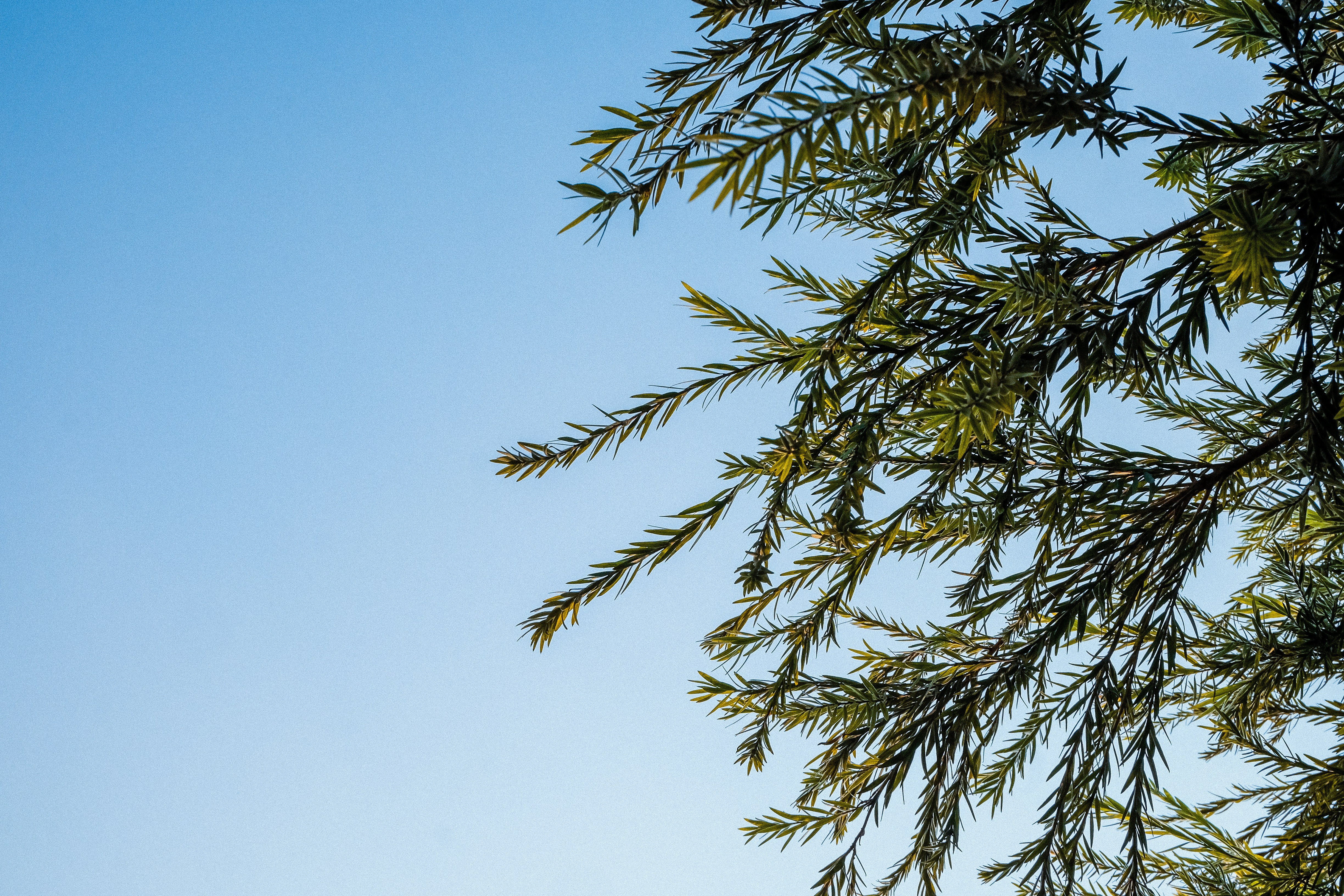 Photo by Vanburn Gonsalves with Fujifilm X-T10