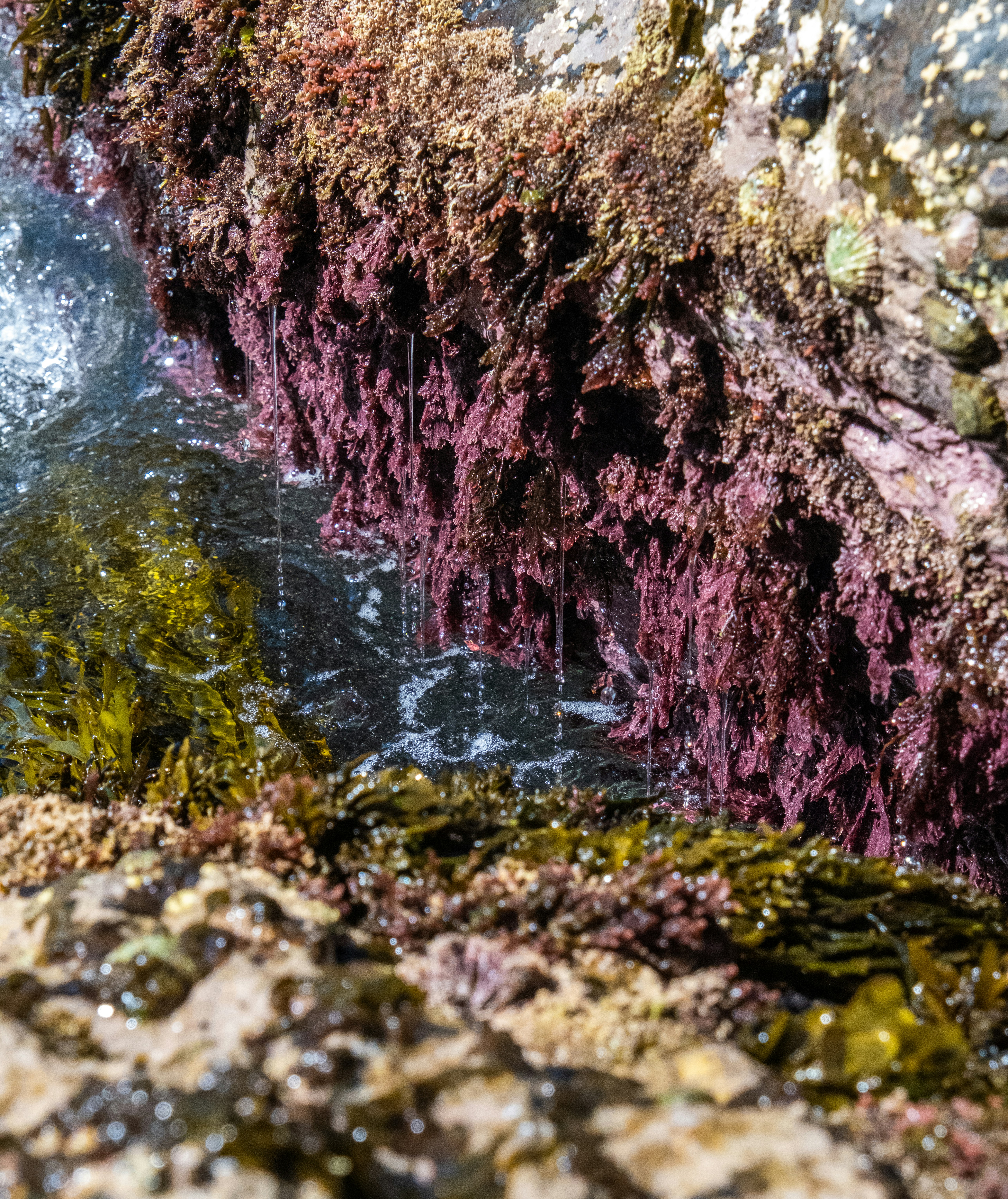 Purple kelp fringe over sunlit tidal pool