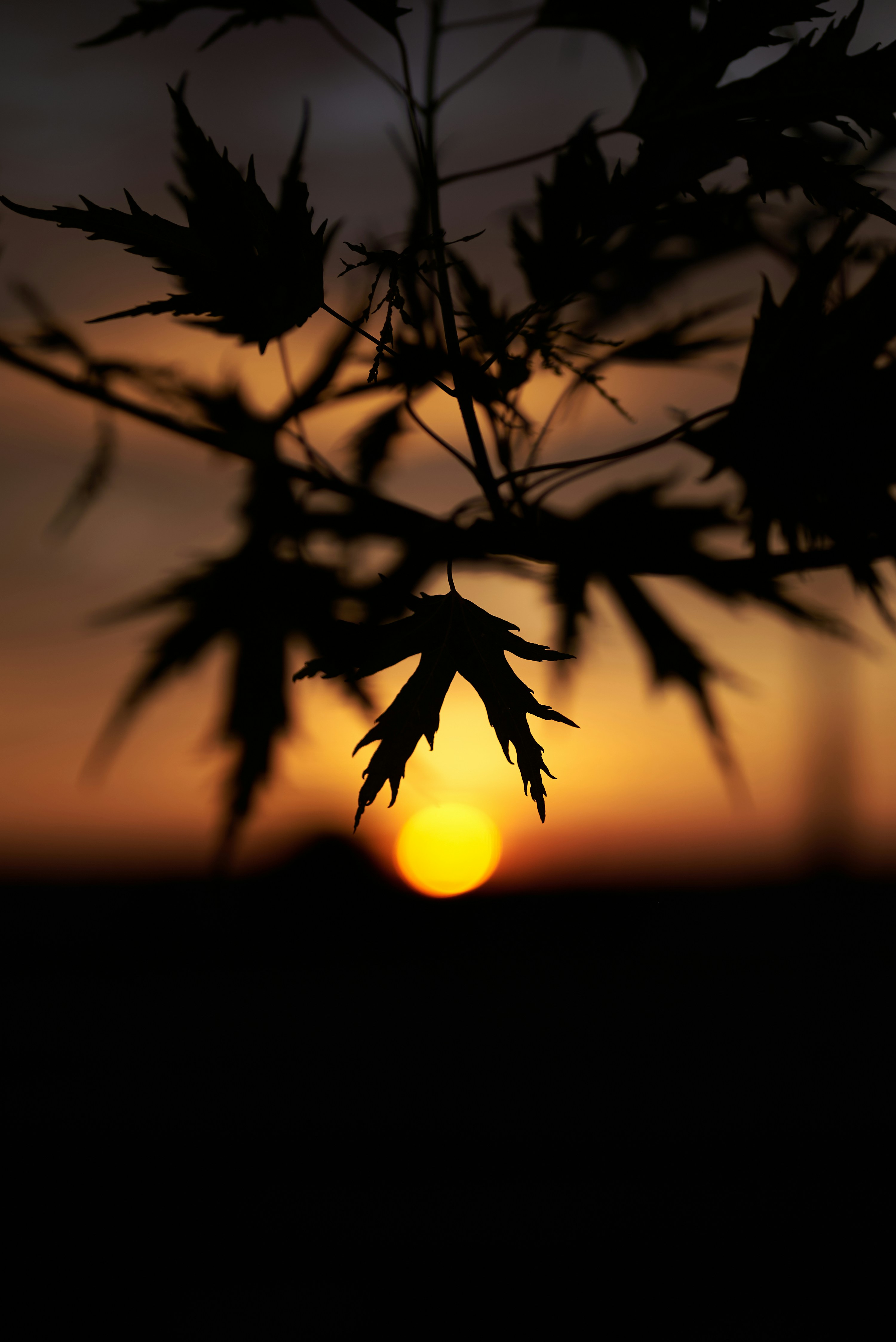 Sunset Silhouette: Leaves Framing a Glowing Orbs of Light