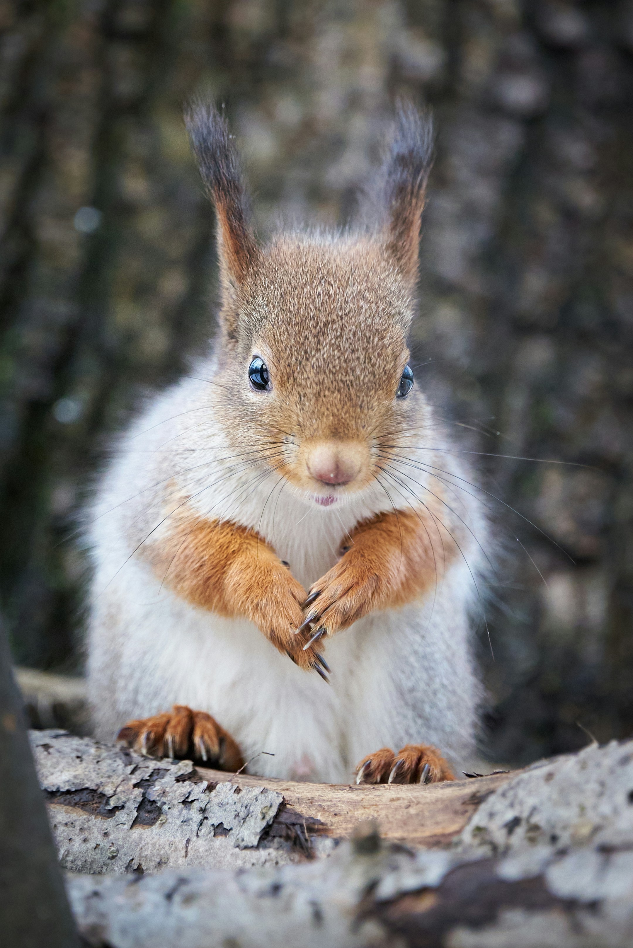 Flag-tailed Squirrel Gaze: Tiny Hands, Quiet Promise