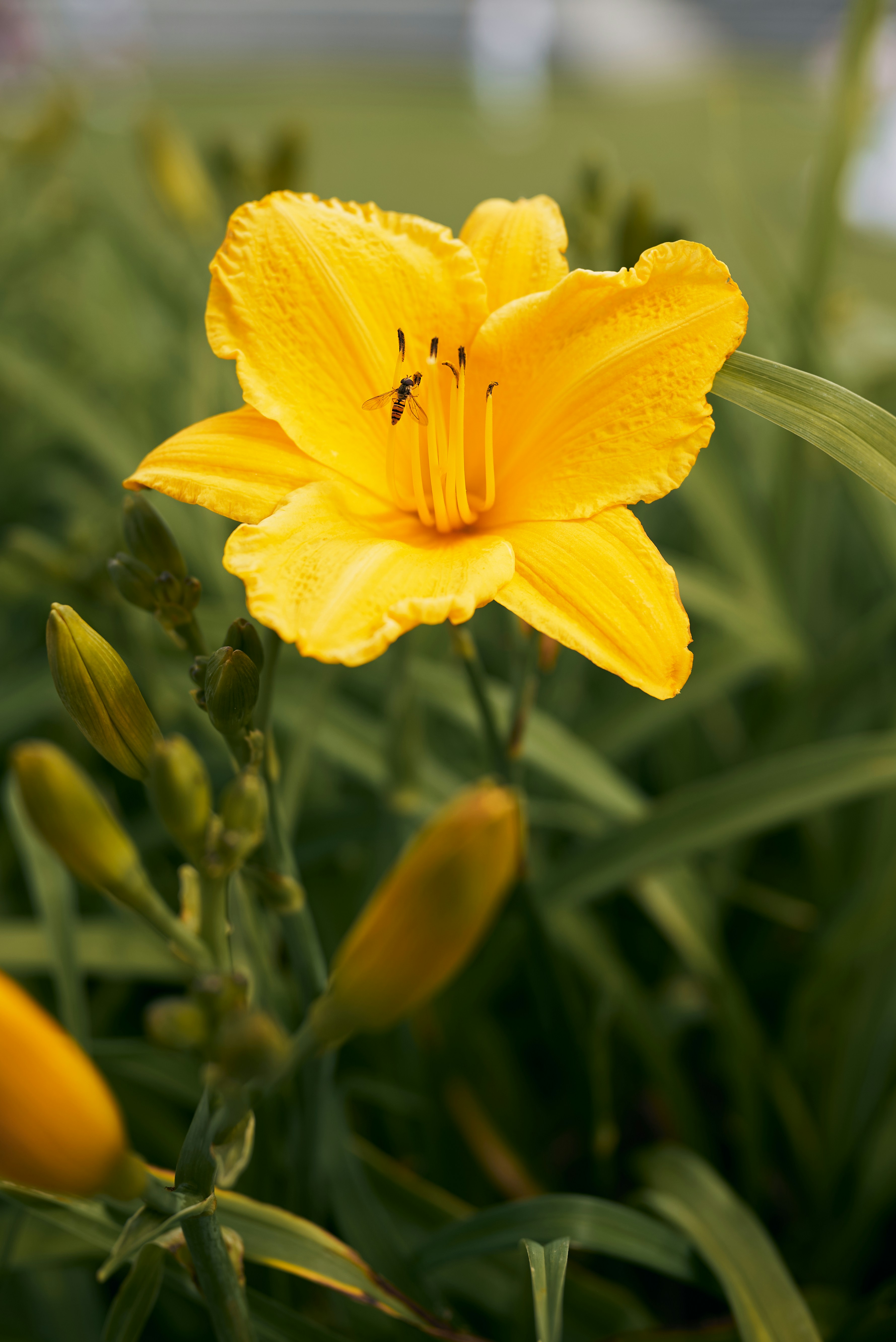 Golden Daylily in Focus: Sunlit Petals and Busy Nectar Troubadours
