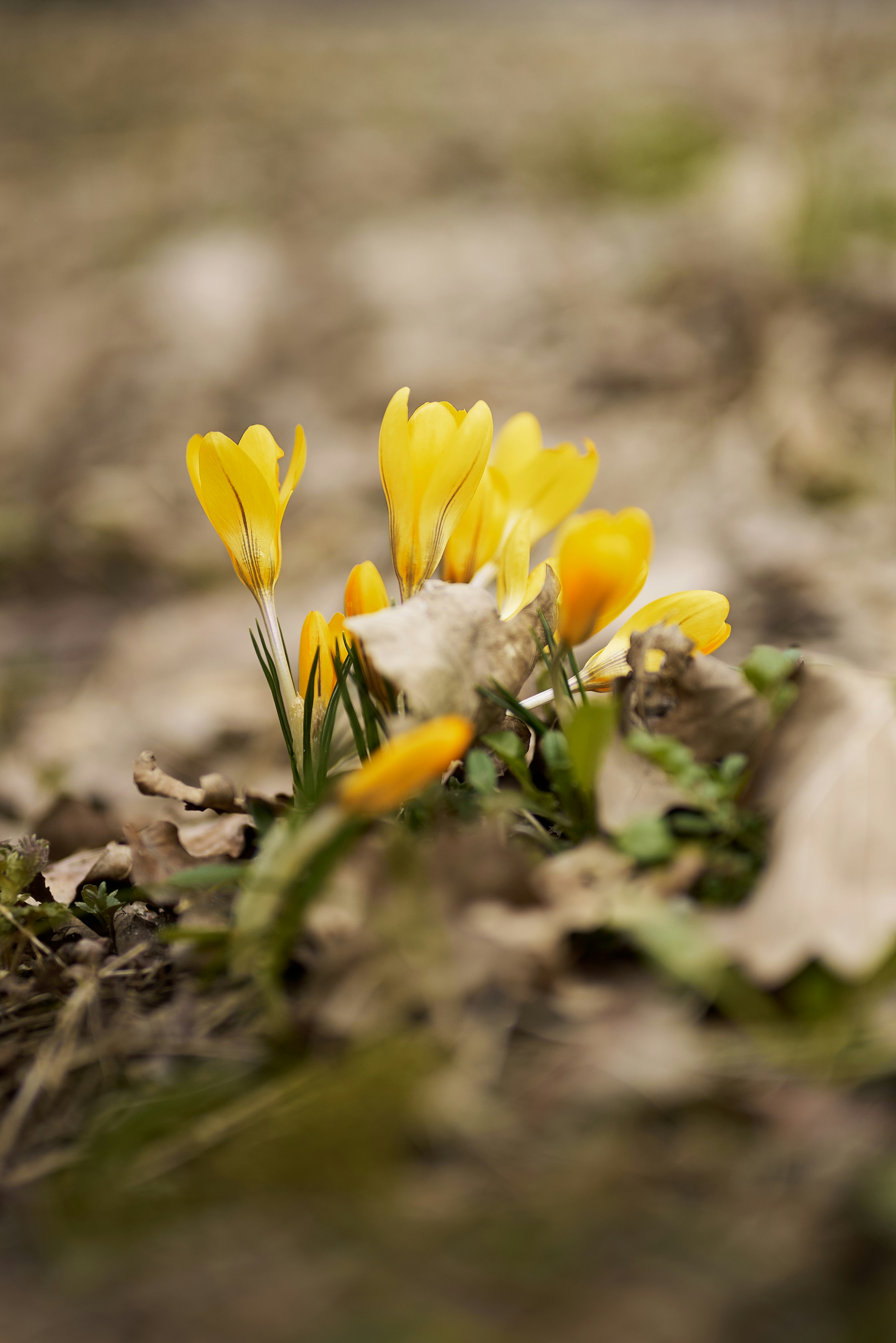 Golden Crocuses Break Through An Autumn Veil