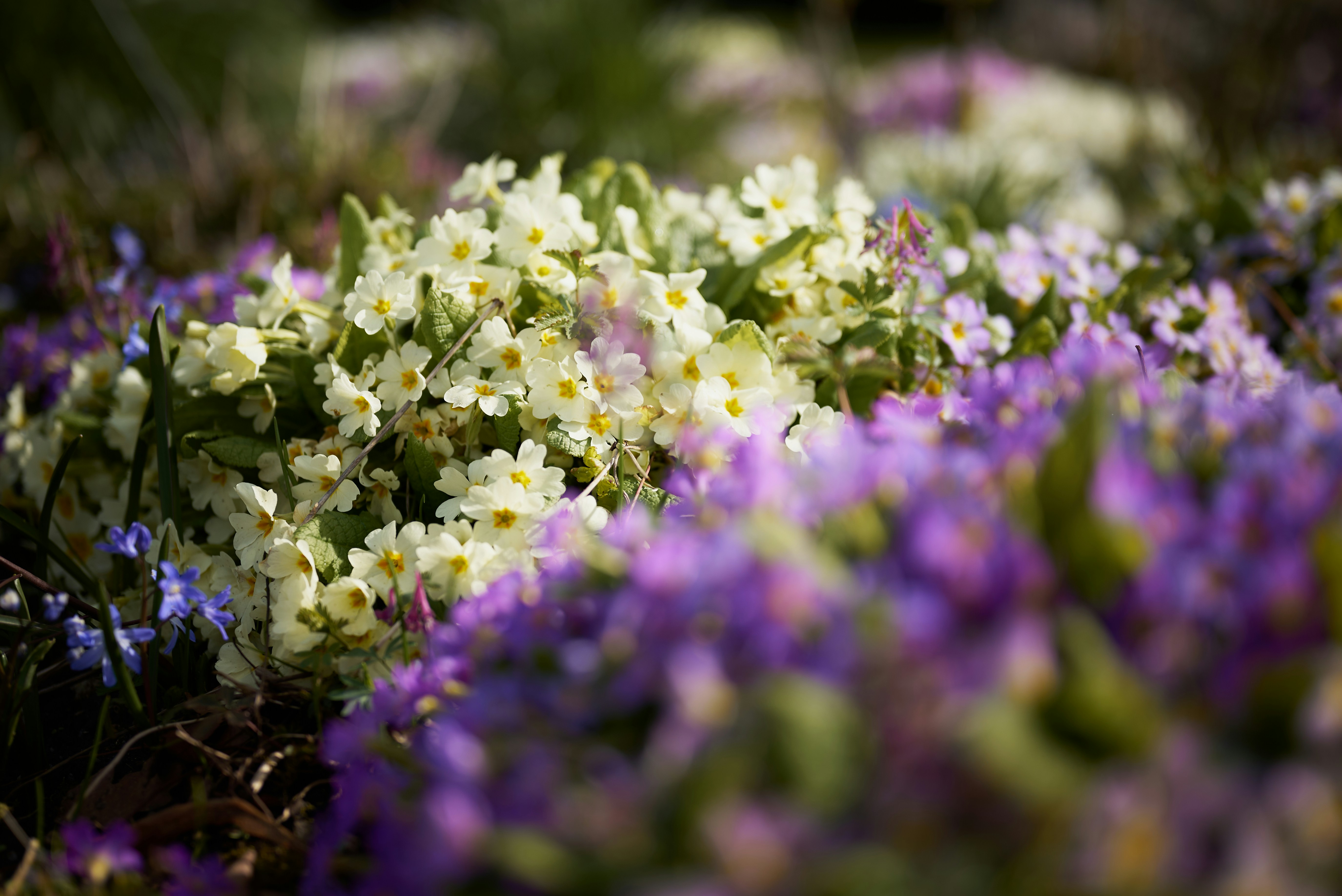 In-Field Custodian: A Drift of White and Lavender Blooms