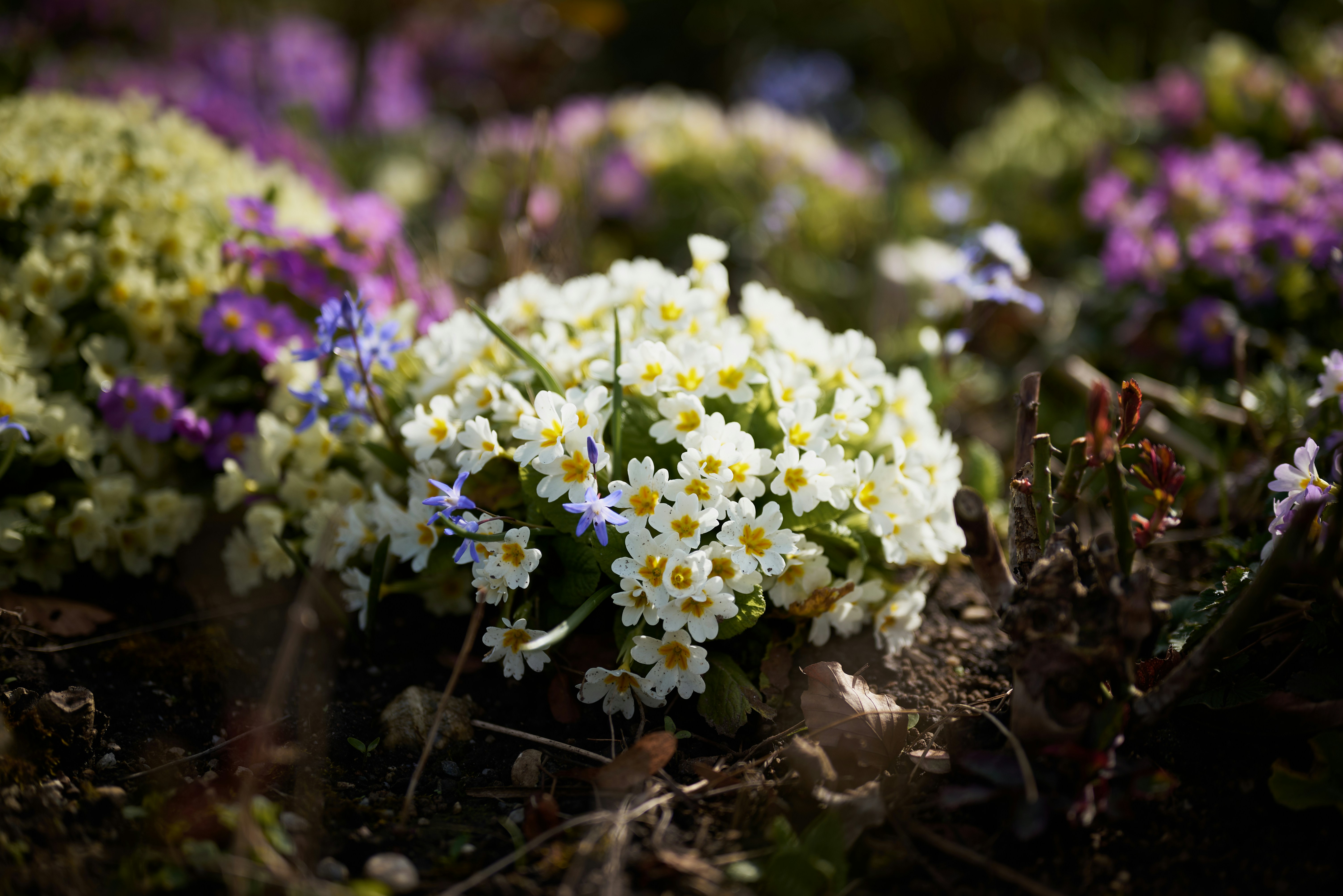 White daisies in a sunlit garden bed
