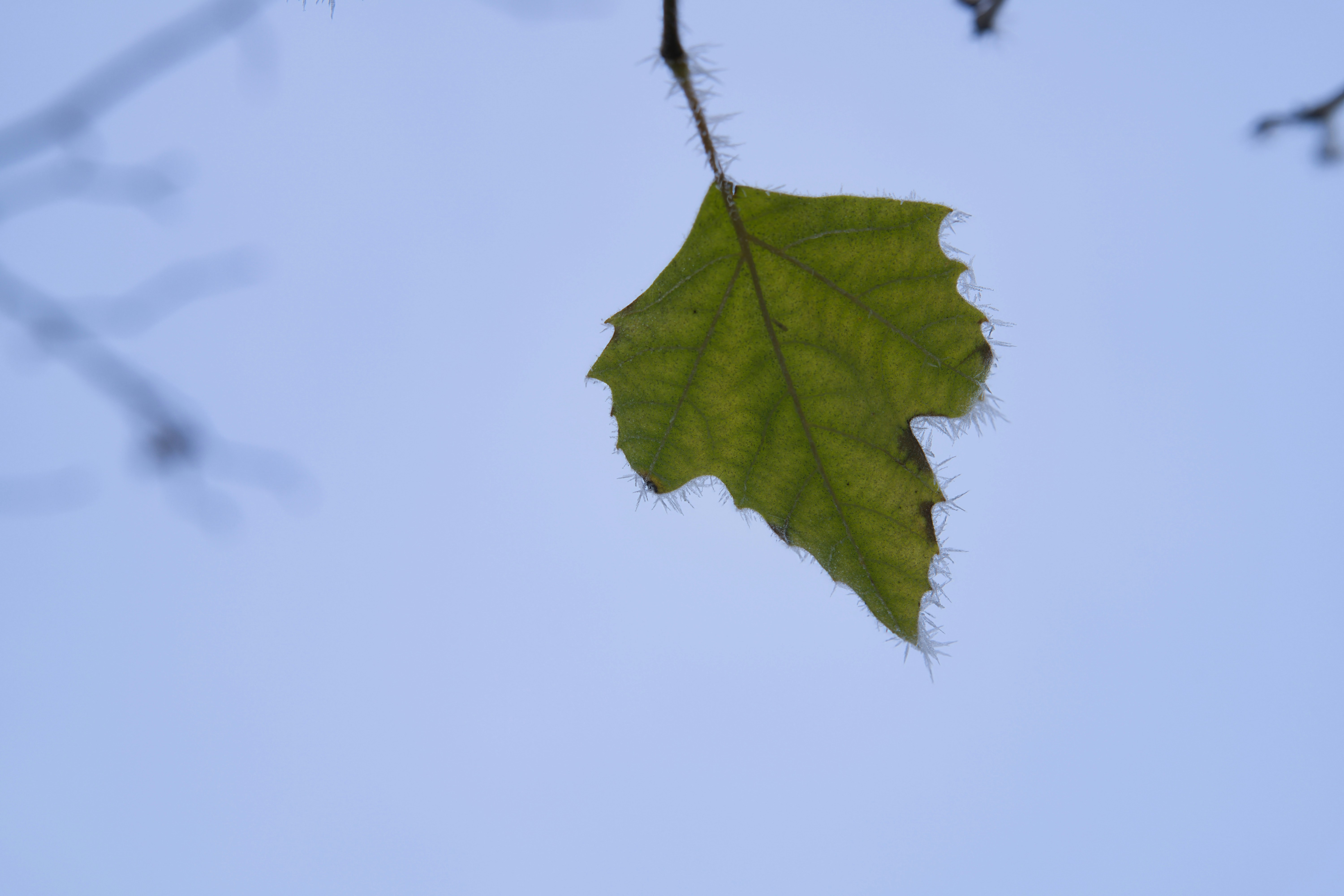 Lone Green Leaf Against a Vast Blue Sky
