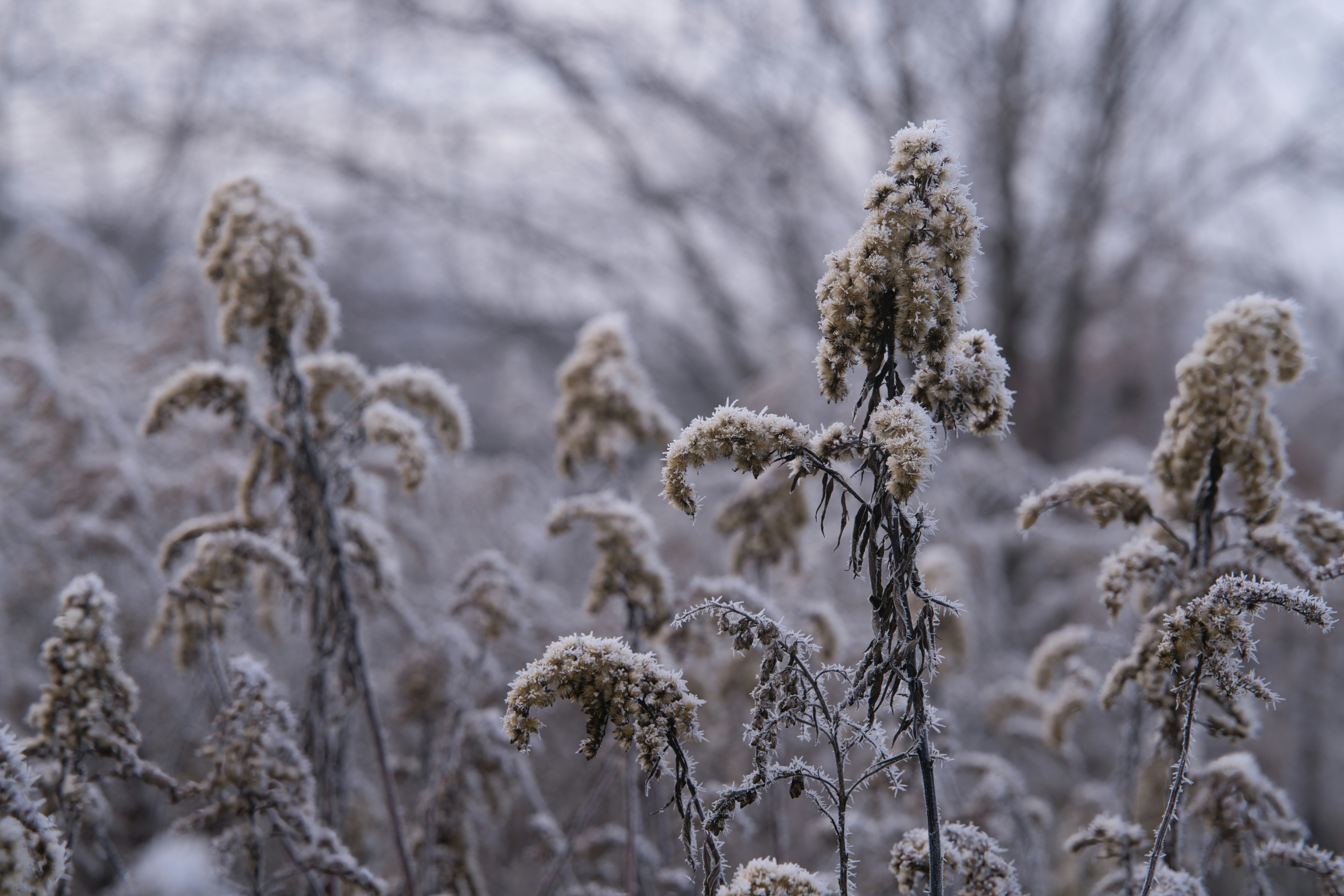 Photo by Tadeusz Zachwieja with Sony Alpha 7R V