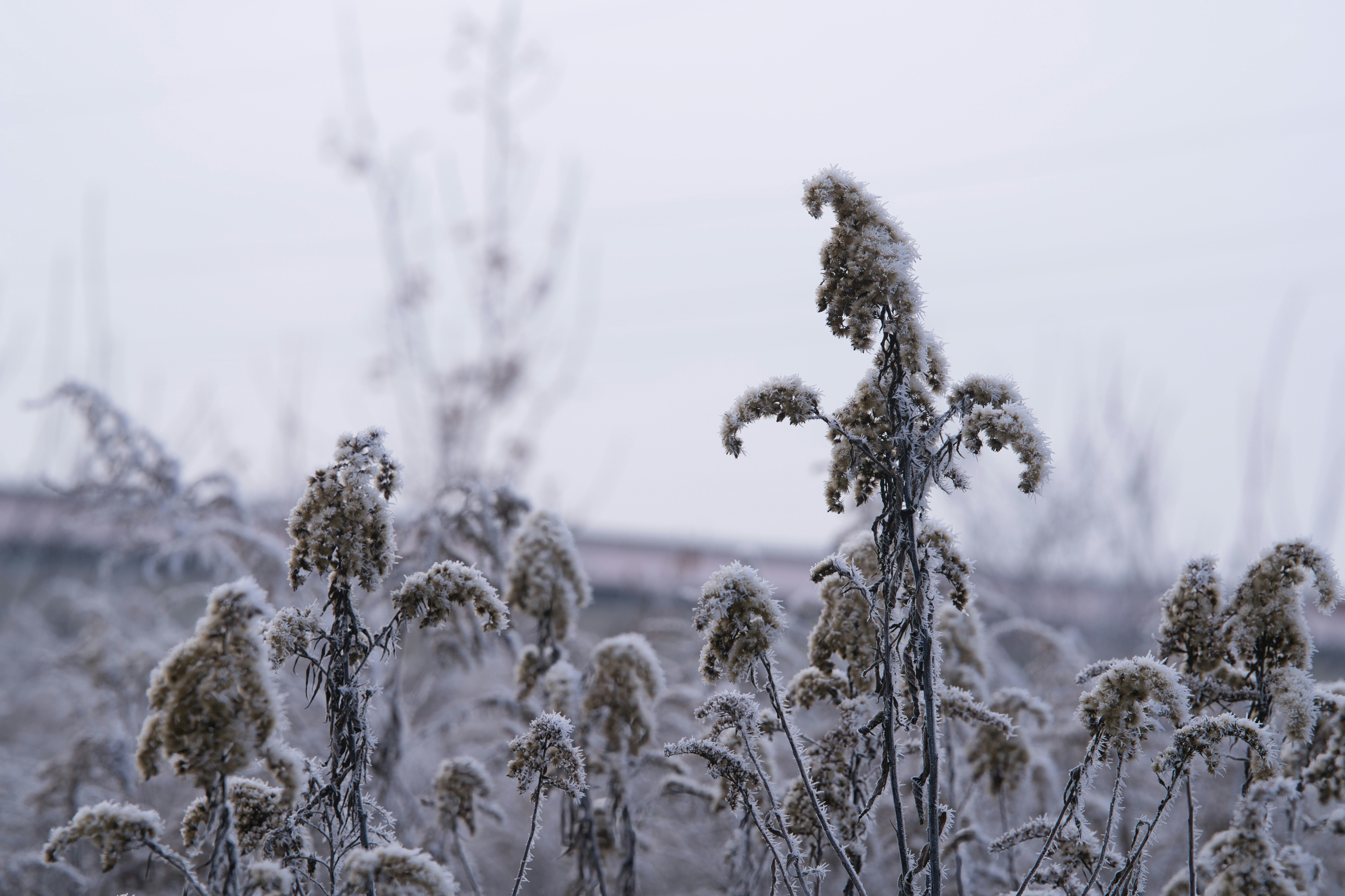 Photo by Tadeusz Zachwieja with Sony Alpha 7R V