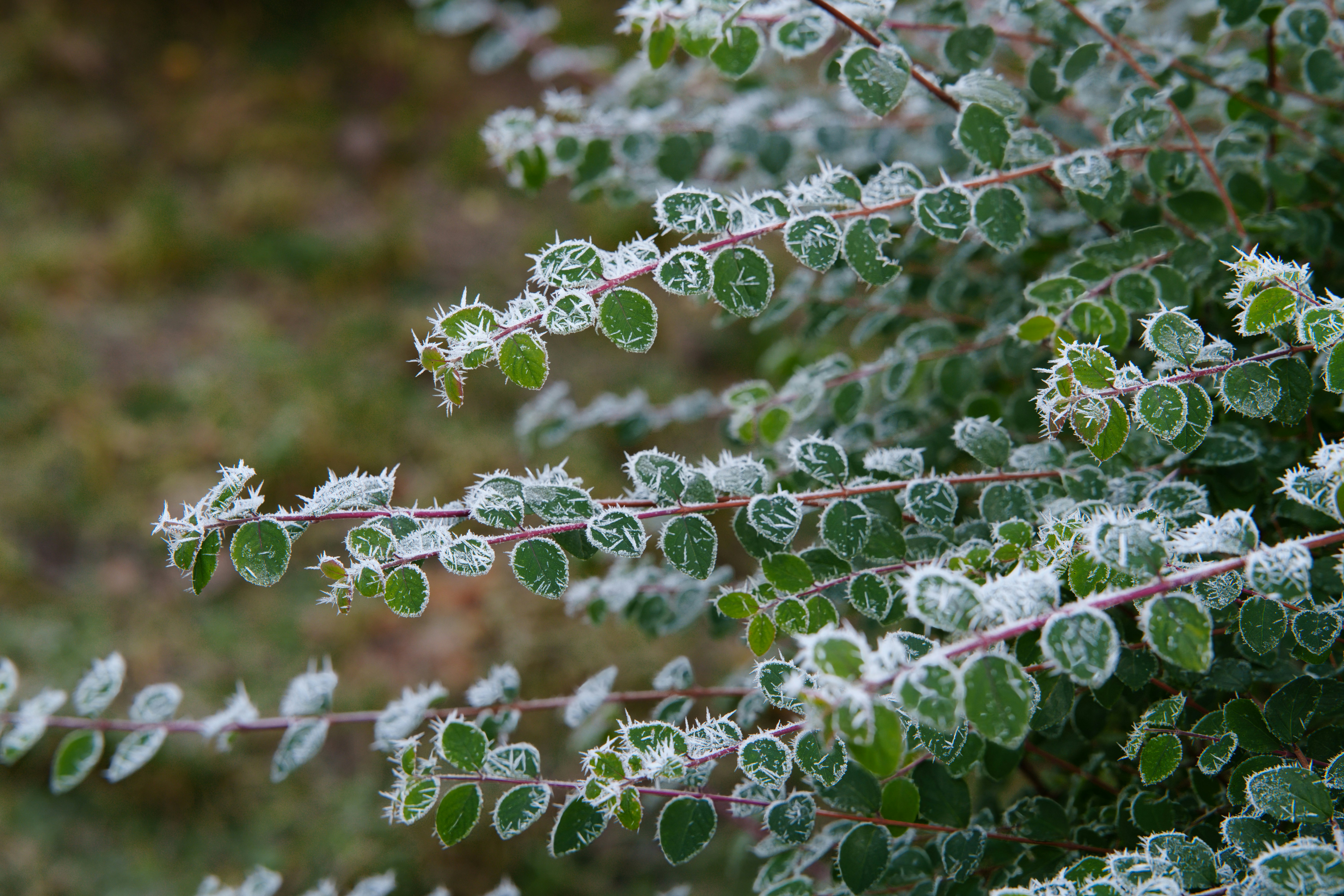 Frost-Kissed Leaves in Quiet Morning Light