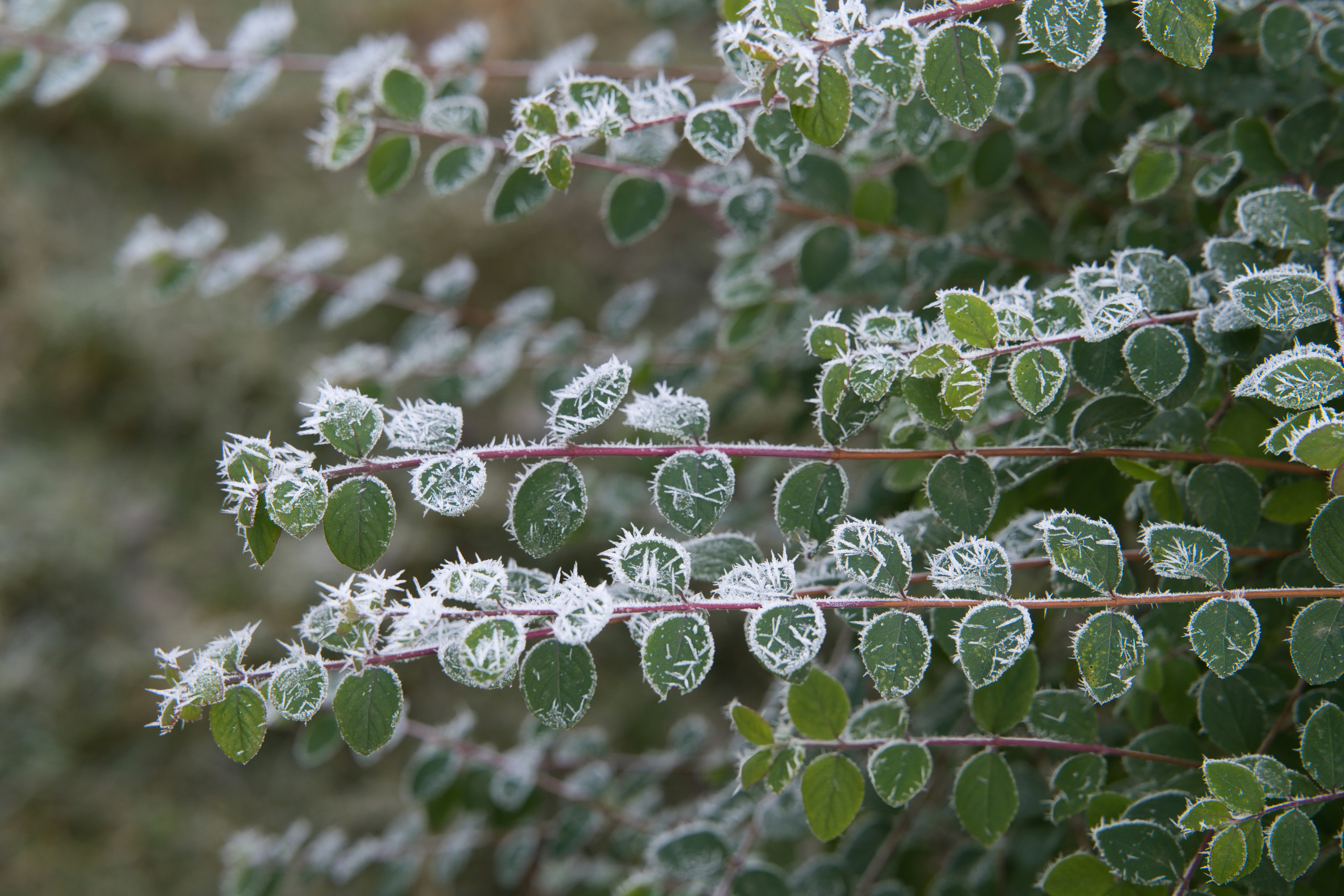 Photo by Tadeusz Zachwieja with Sony Alpha 7R V